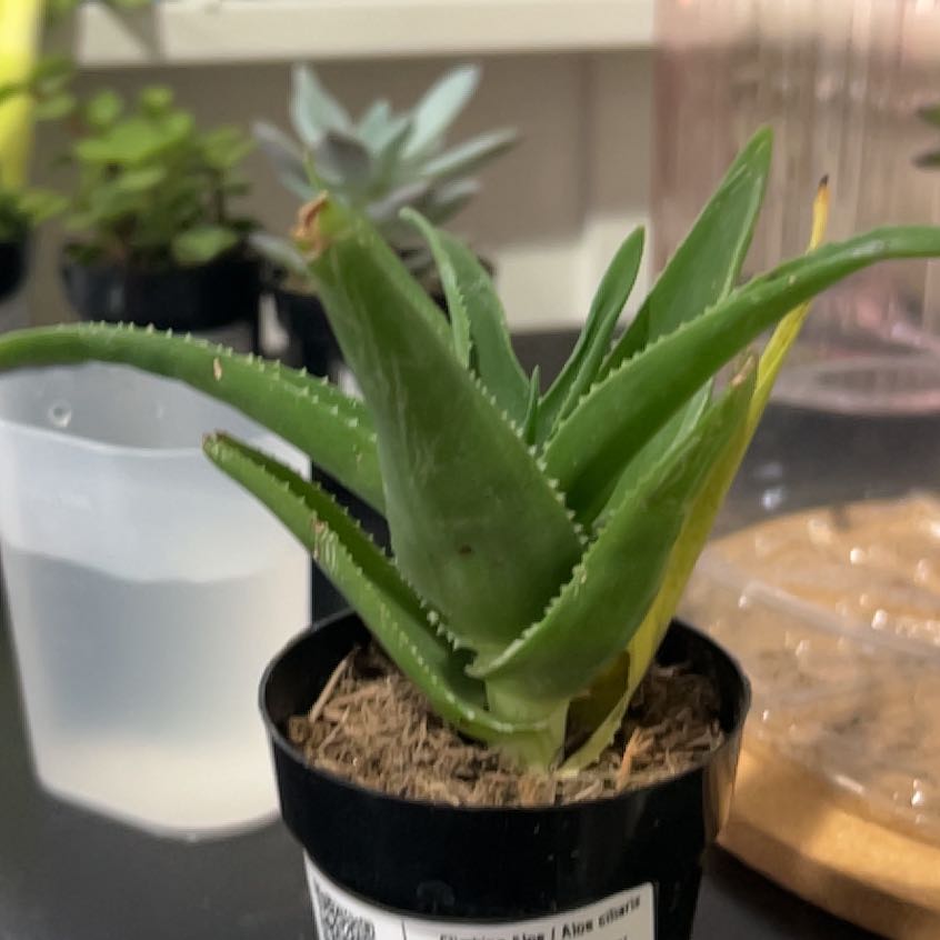 Nemo | A plant by @ProAglaonema on Greg