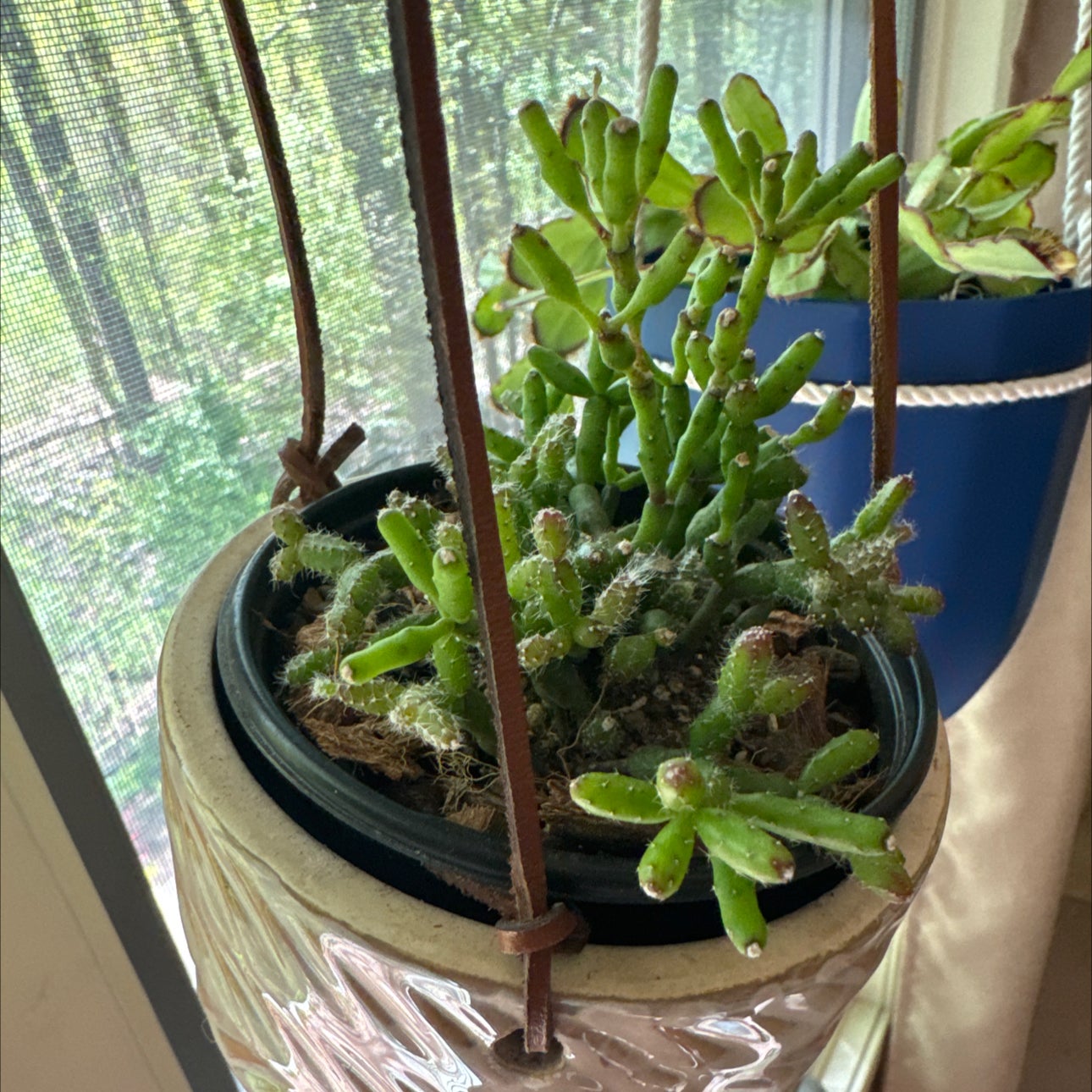 Gregarious | A plant by @JubilantTearose on Greg