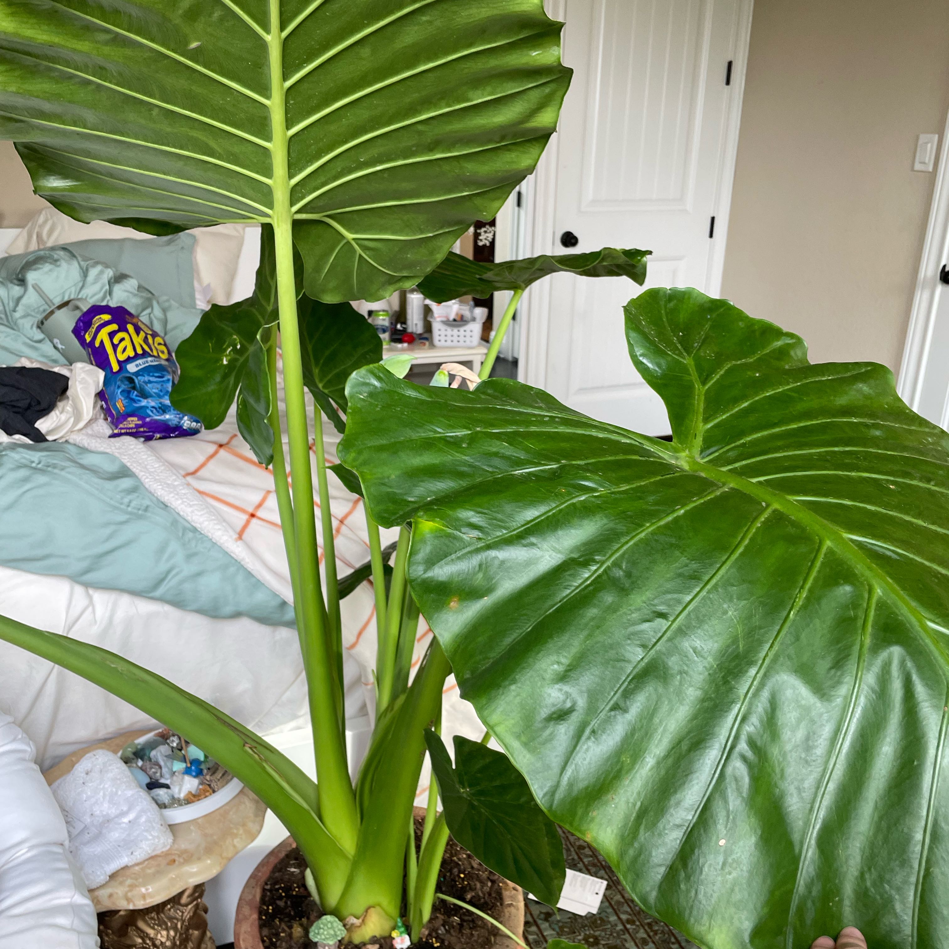 💧 How Much Humidity Does My Alocasia 'Calidora' Need?