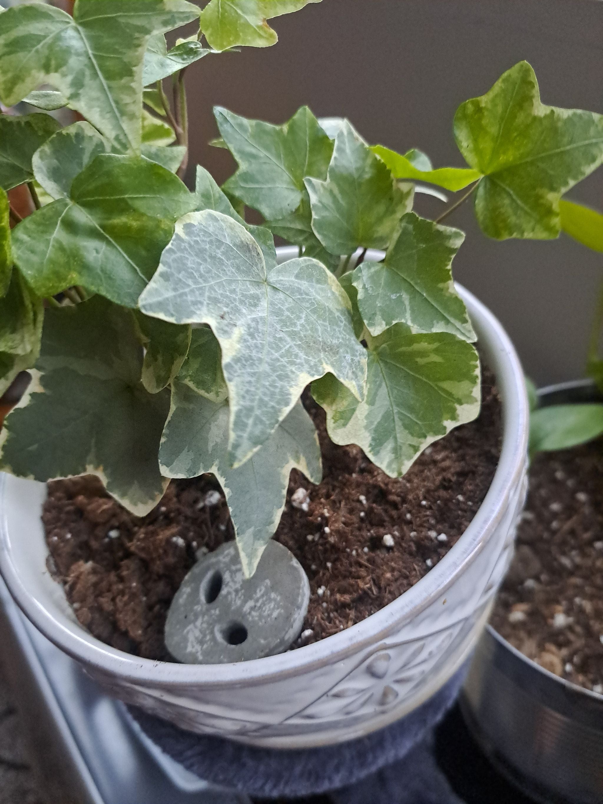 Keep Your English Ivy Alive: Light, Water & Care Instructions