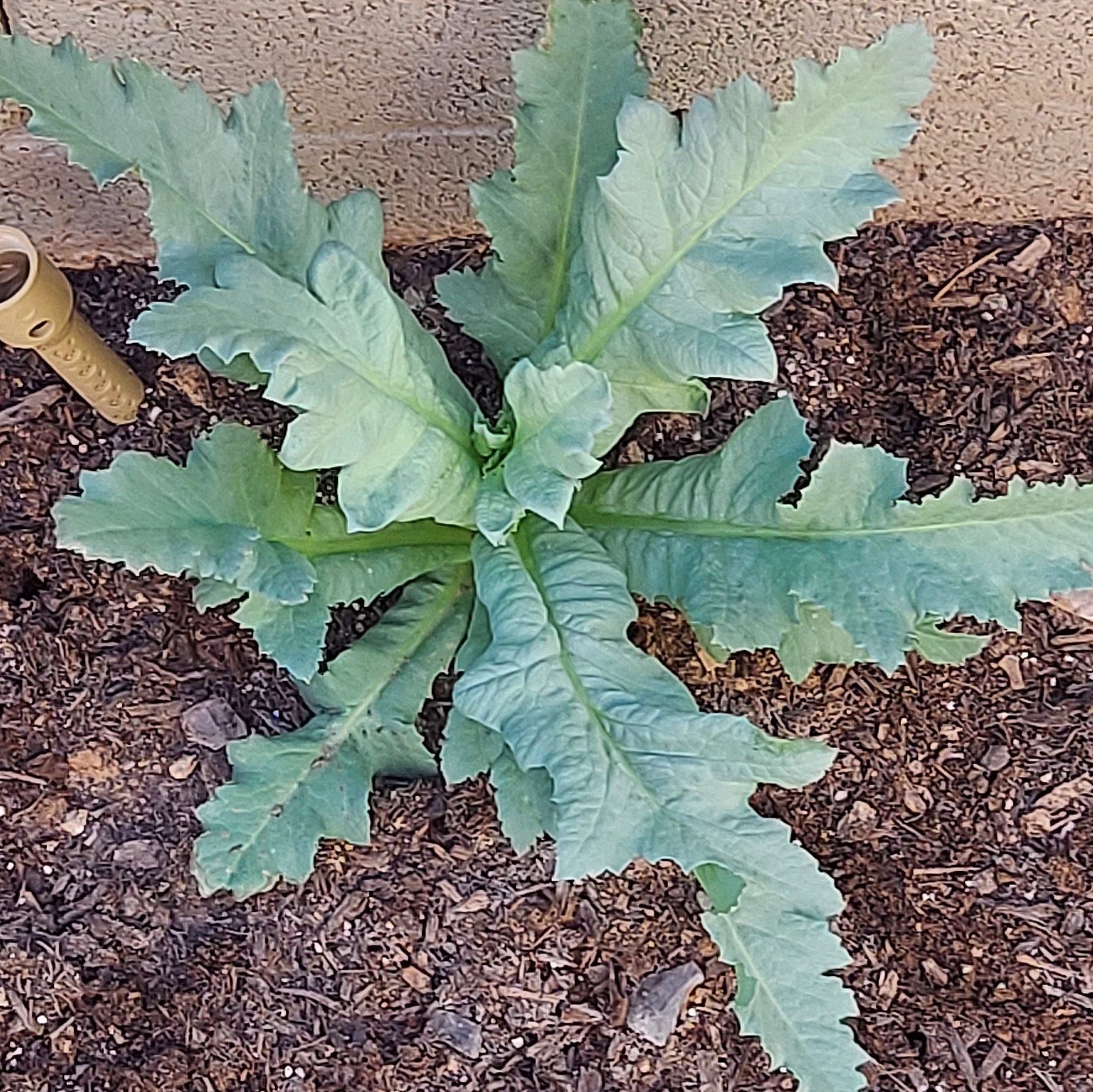 Black Spots on My Opium Poppy Leaves
