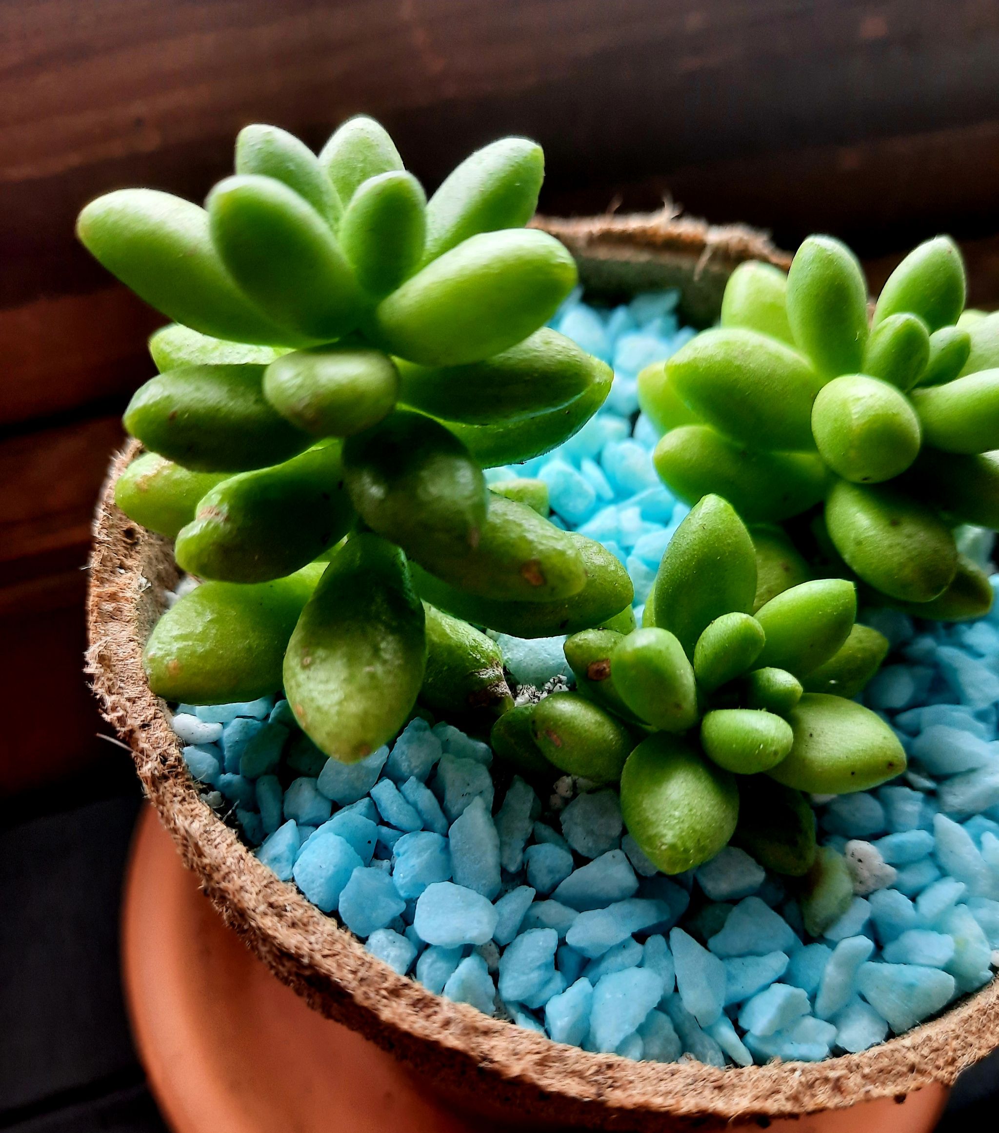 Sedum adolphi 'Gold Dust': How Much Water & Light Does it Need to Thrive?
