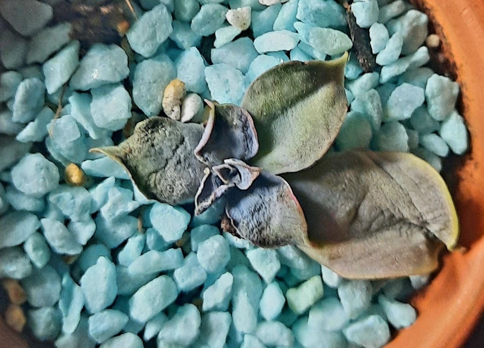 How to Care for Echeveria Xanthe Rose: Mastering Water, Sunlight & More