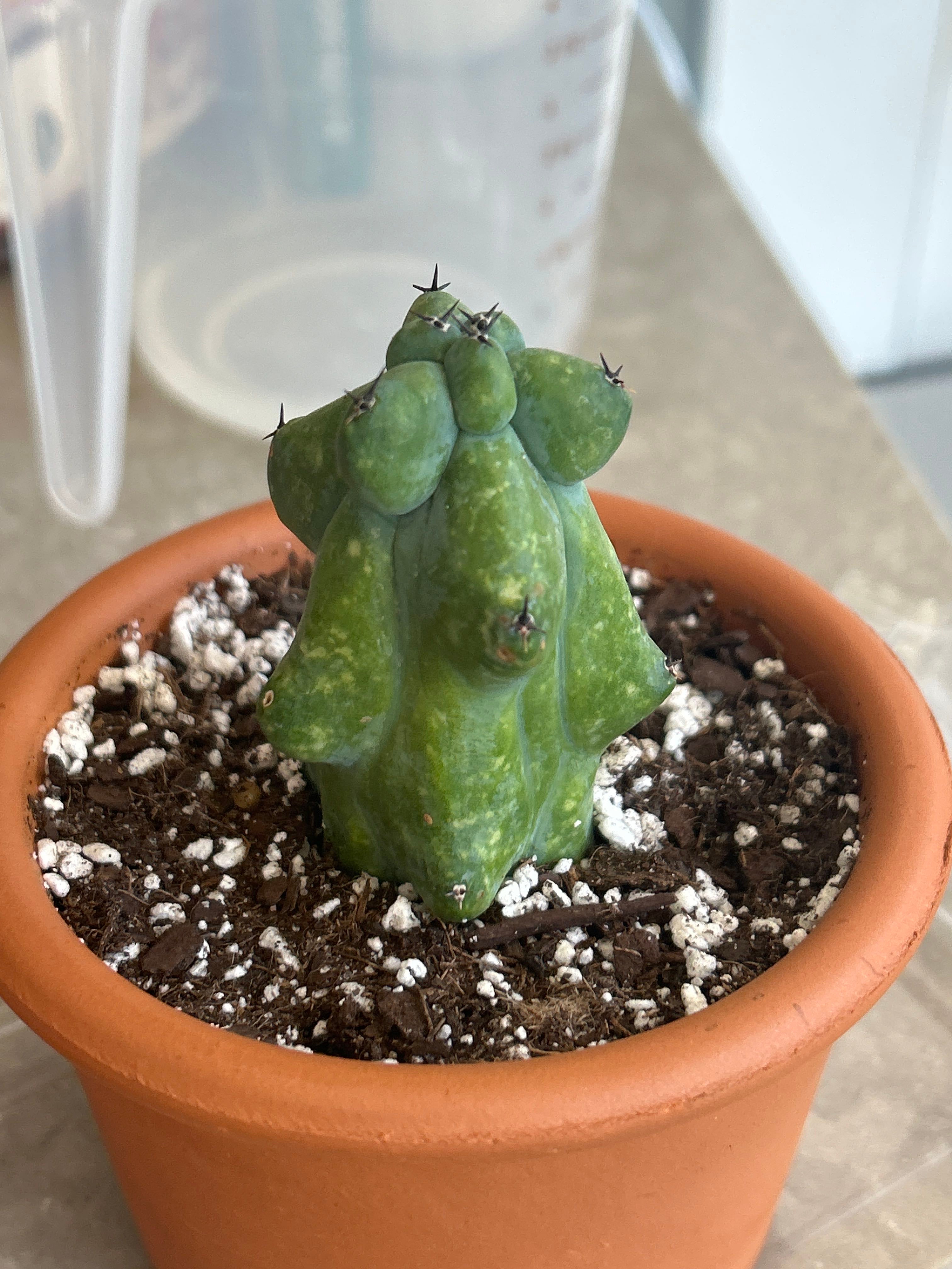 Boobie Cactus Plant Care: Water, Light, Nutrients | Greg App 🌱