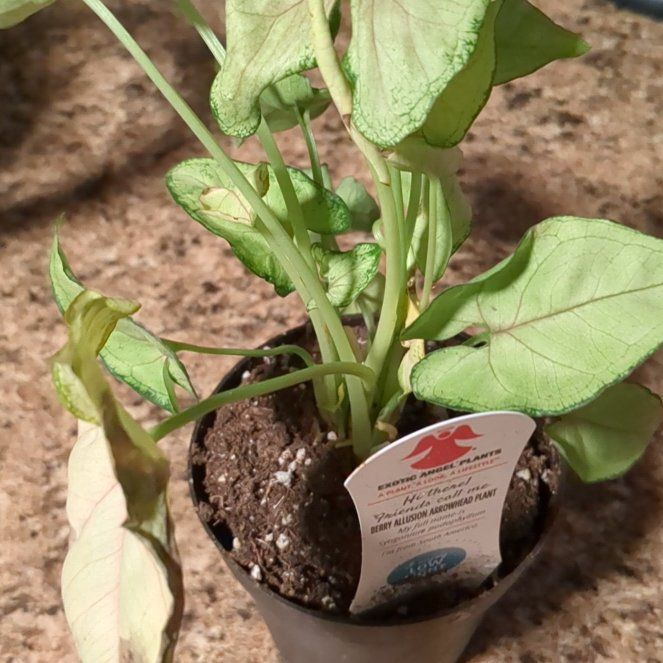Luna | A plant by @WingedOrchids on Greg