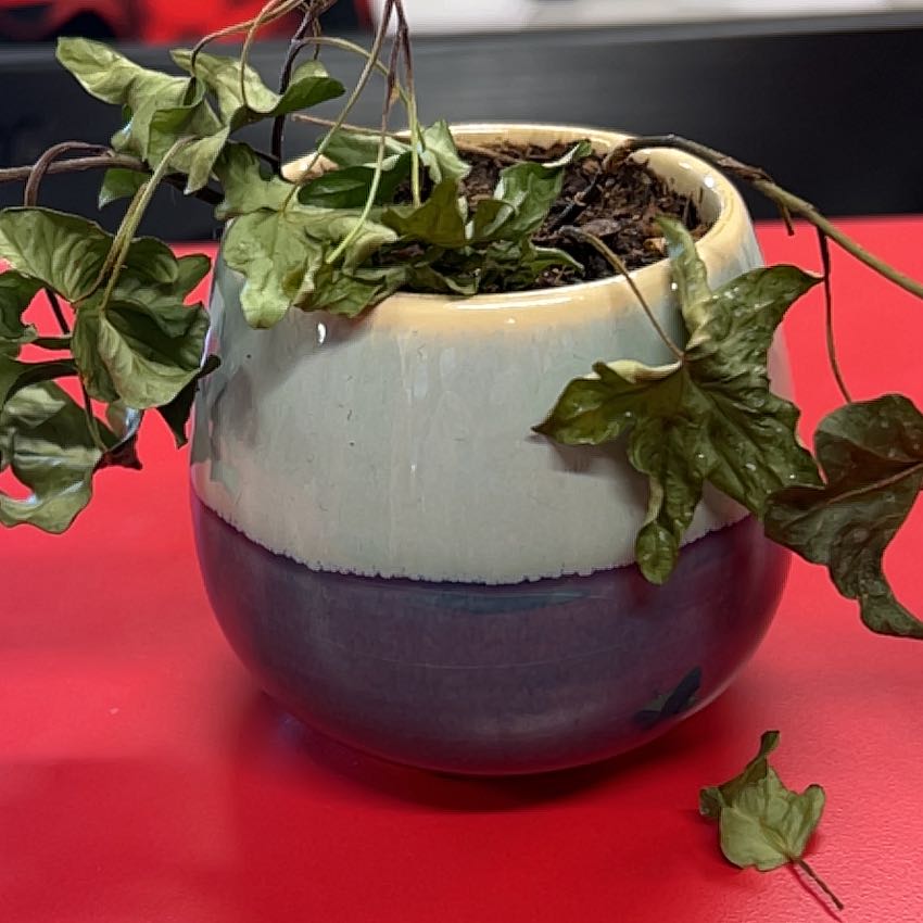 Leaf Erickson | A plant by @HipBarbaryfig on Greg