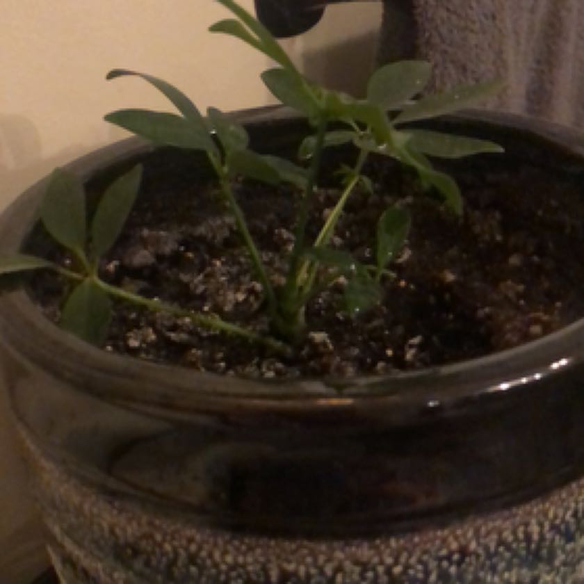 Moondrop Dwarf Umberlla Tree Plant Care: Water, Light, Nutrients | Greg ...