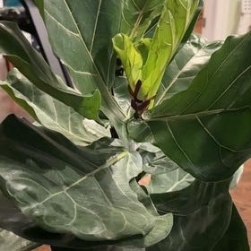 Kobe | A plant by @ProperAjwain on Greg