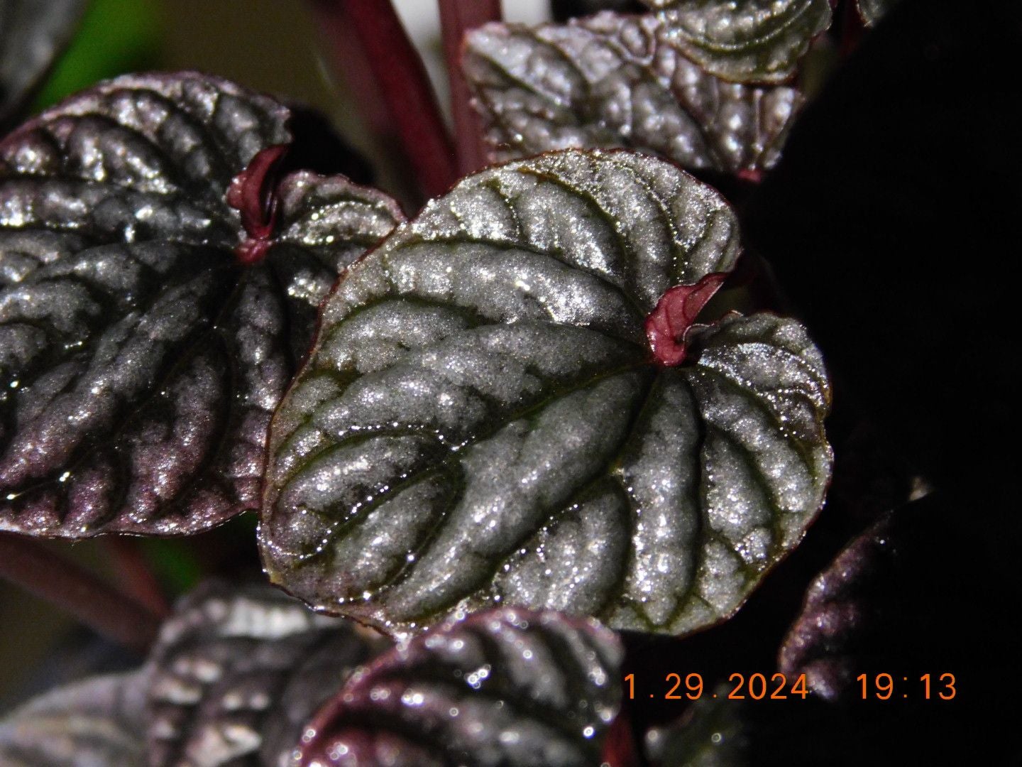 Emerald Ripple Peperomia Care 101: Water, Light & Growing Tips