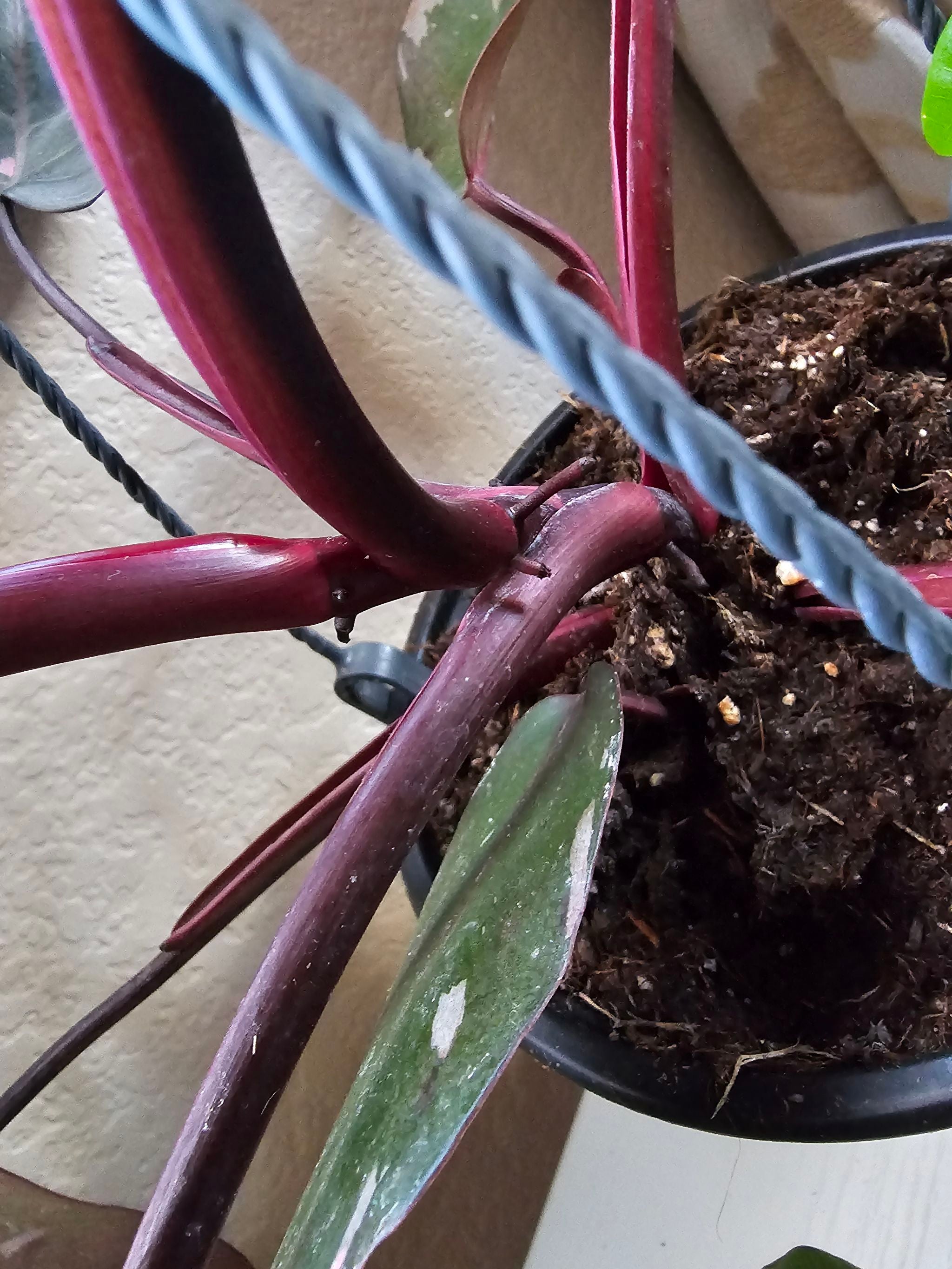 Propagating Pink Princess Philodendron: Step-by-step Guide