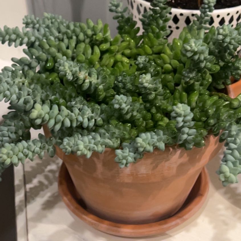 Dax | A plant by @HardyMoss on Greg