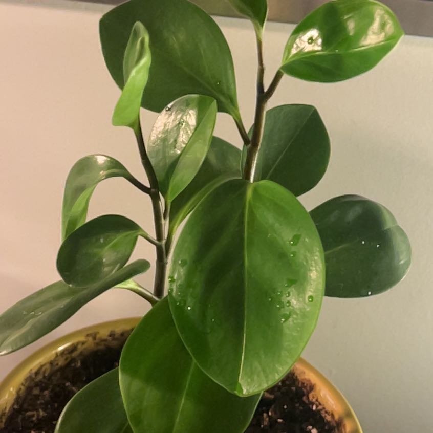 Bruce Lee | A plant by @HardyMoss on Greg