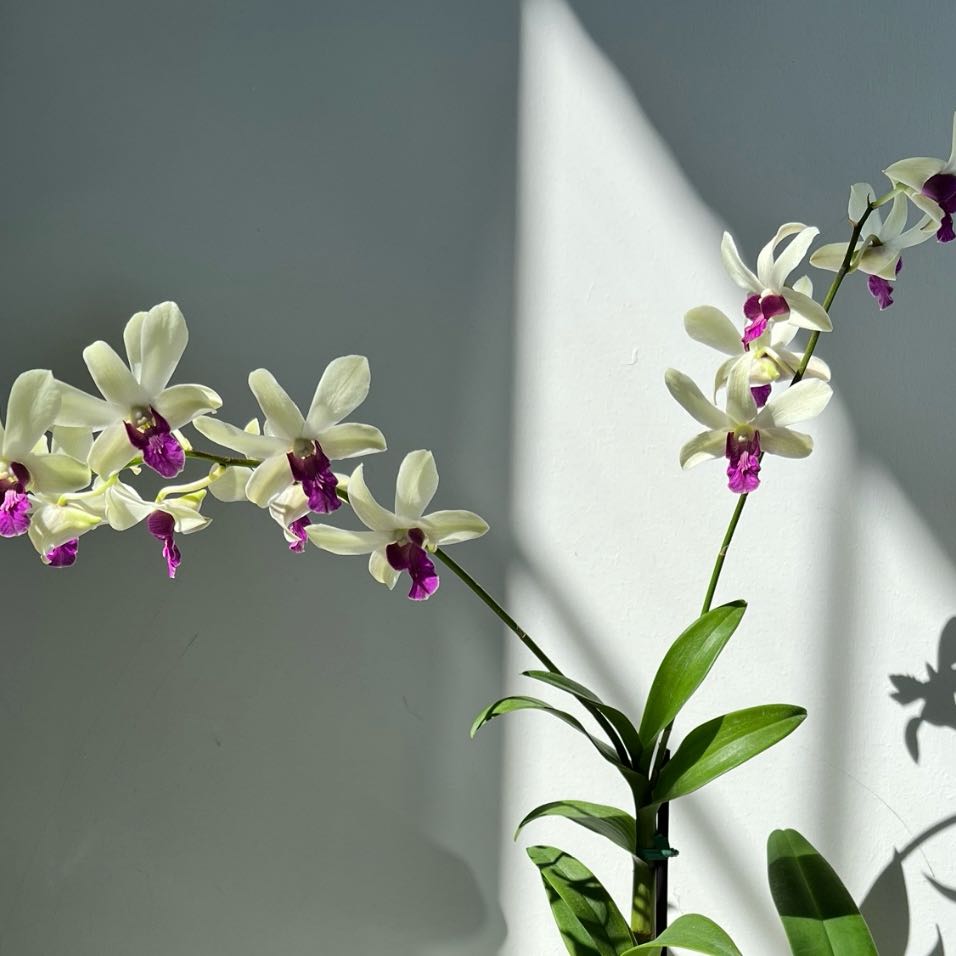 How Do I Propagate My Cooktown Orchid?
