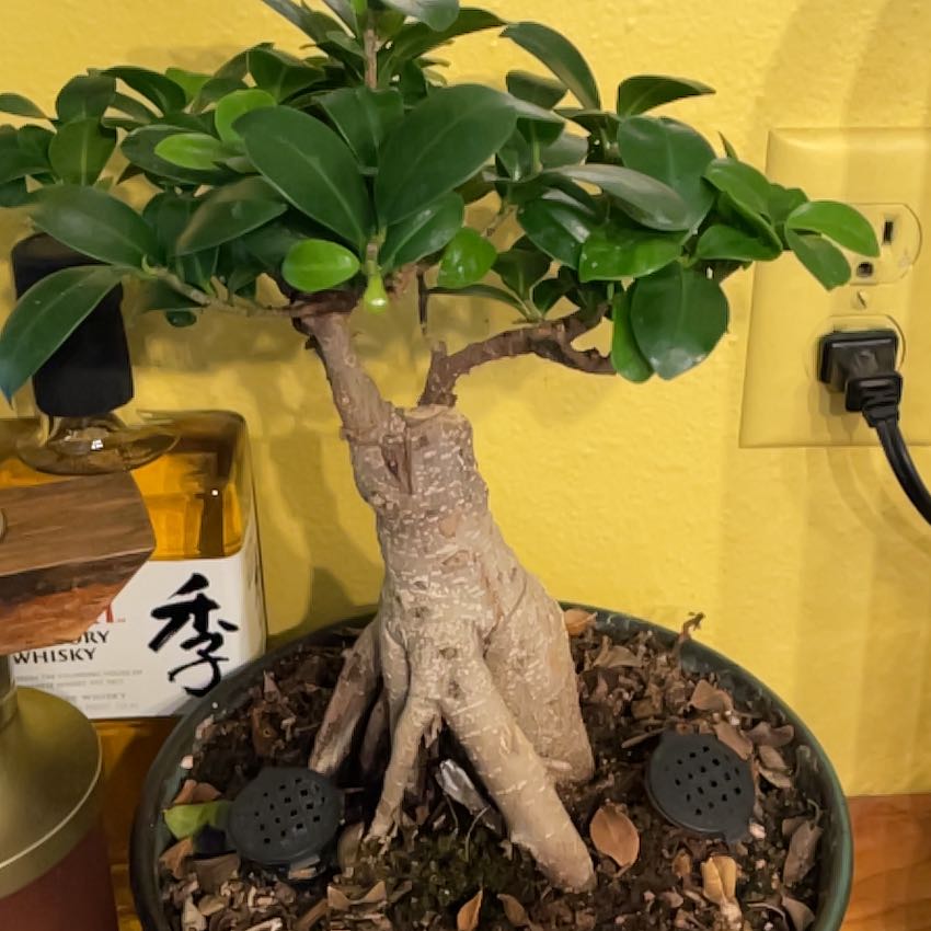 Gregarious | A plant by @DearCantaloupe on Greg