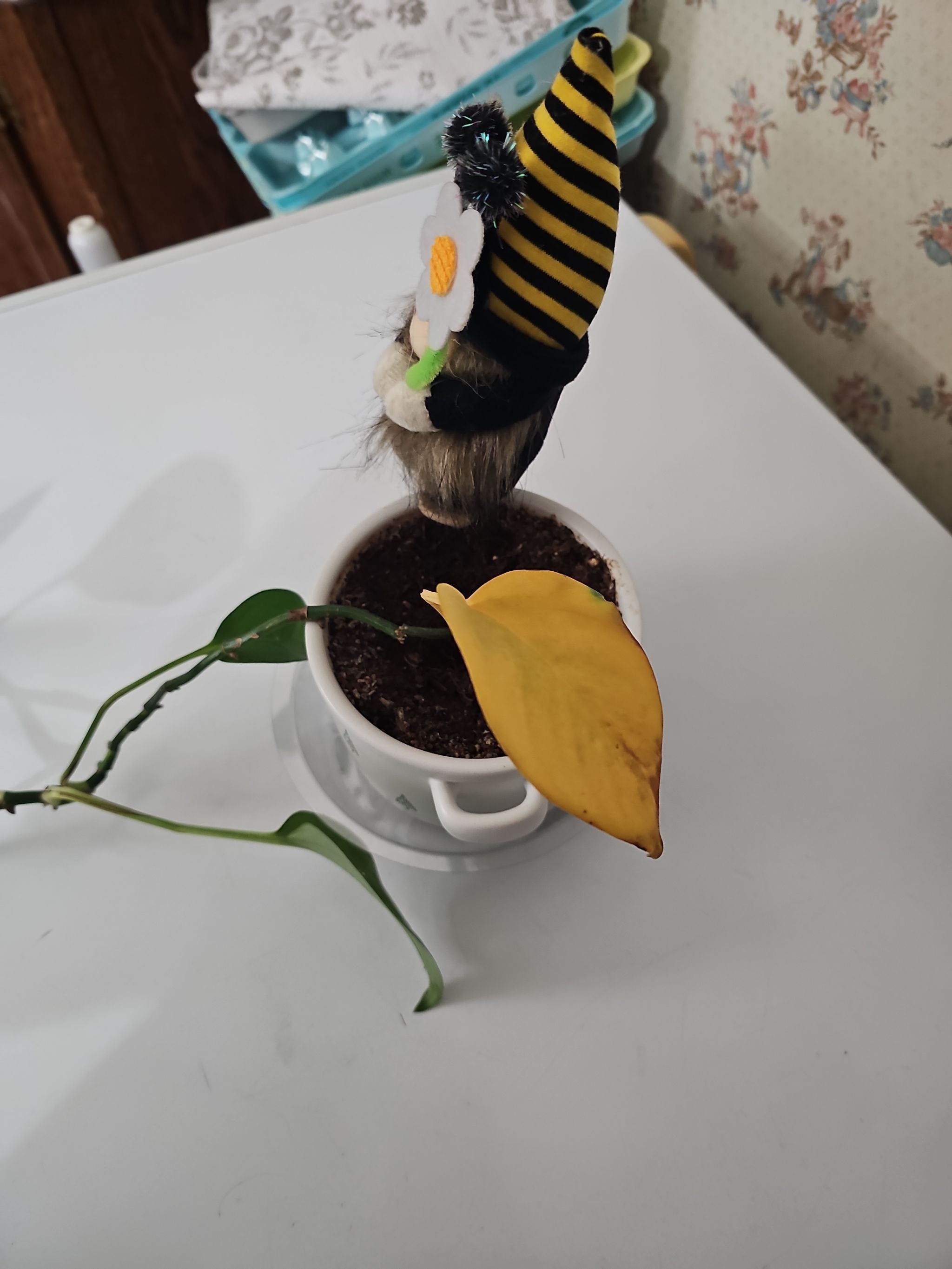 manjua | A plant by Tykeyah on Greg