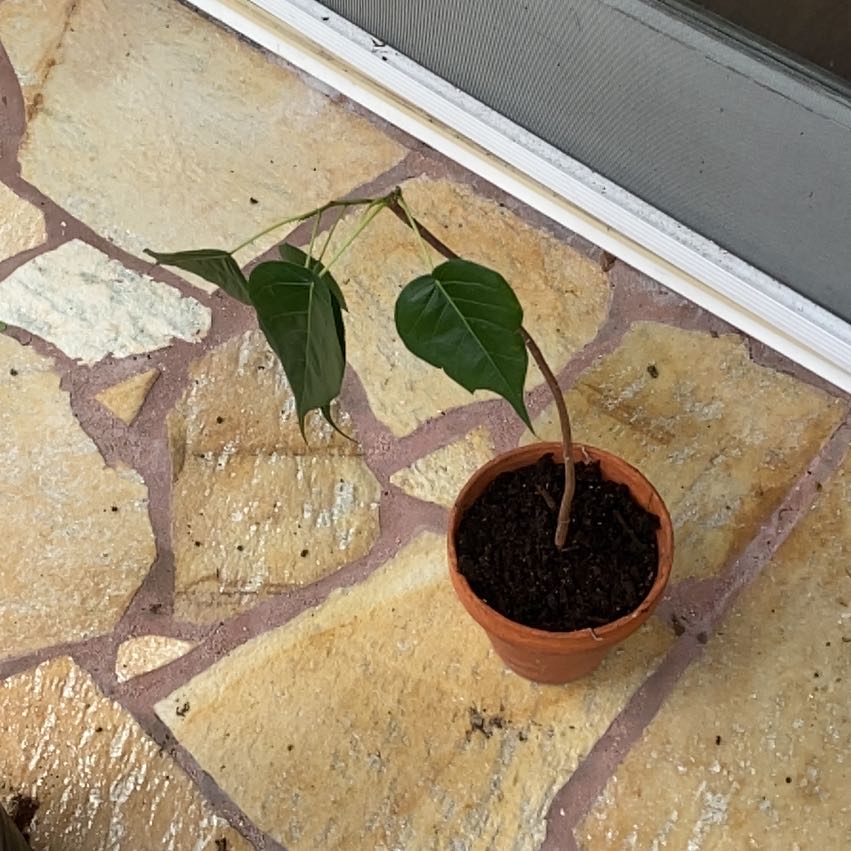 How to Know When to Repot a Bodhi Tree?