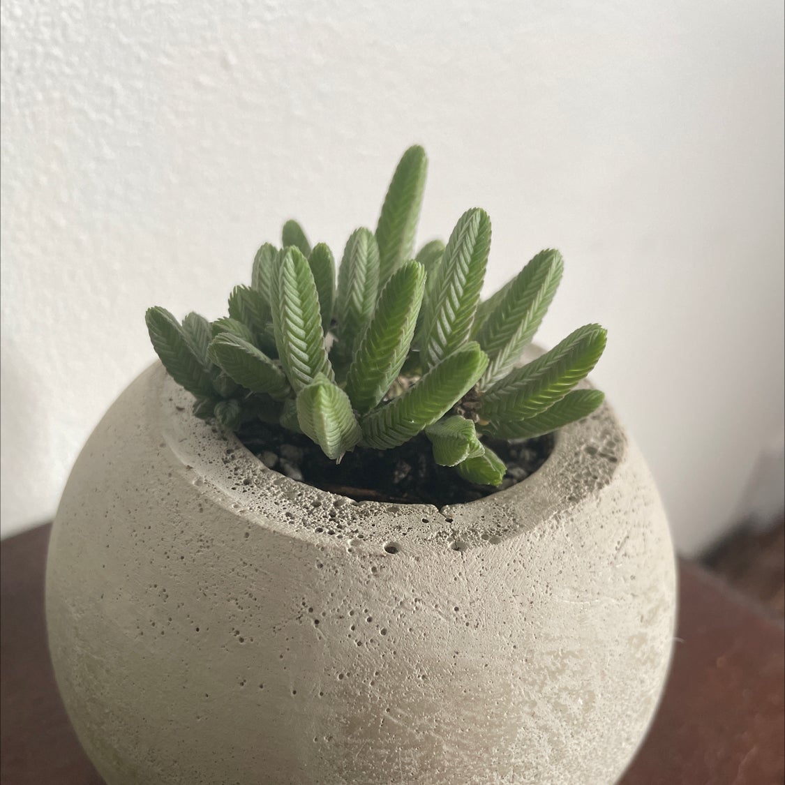 Why Are My Pagoda Mini Jade Leaves Droopy? 💧