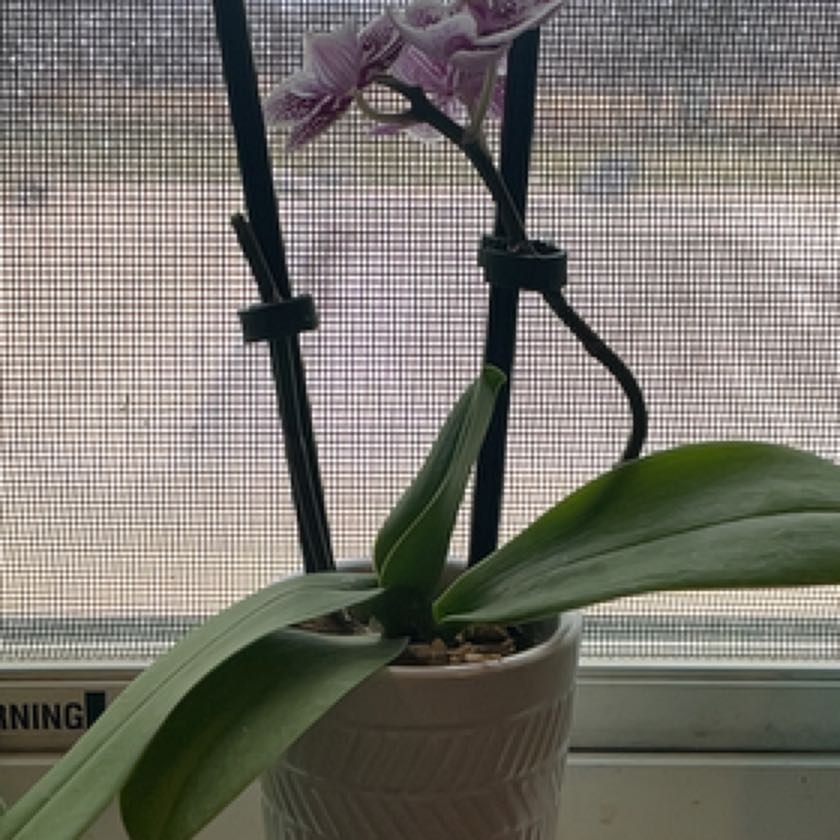 Achilles | A plant by @GeniusOgreears on Greg
