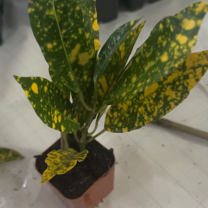 Sol | A plant by @GourmetAnthemis on Greg