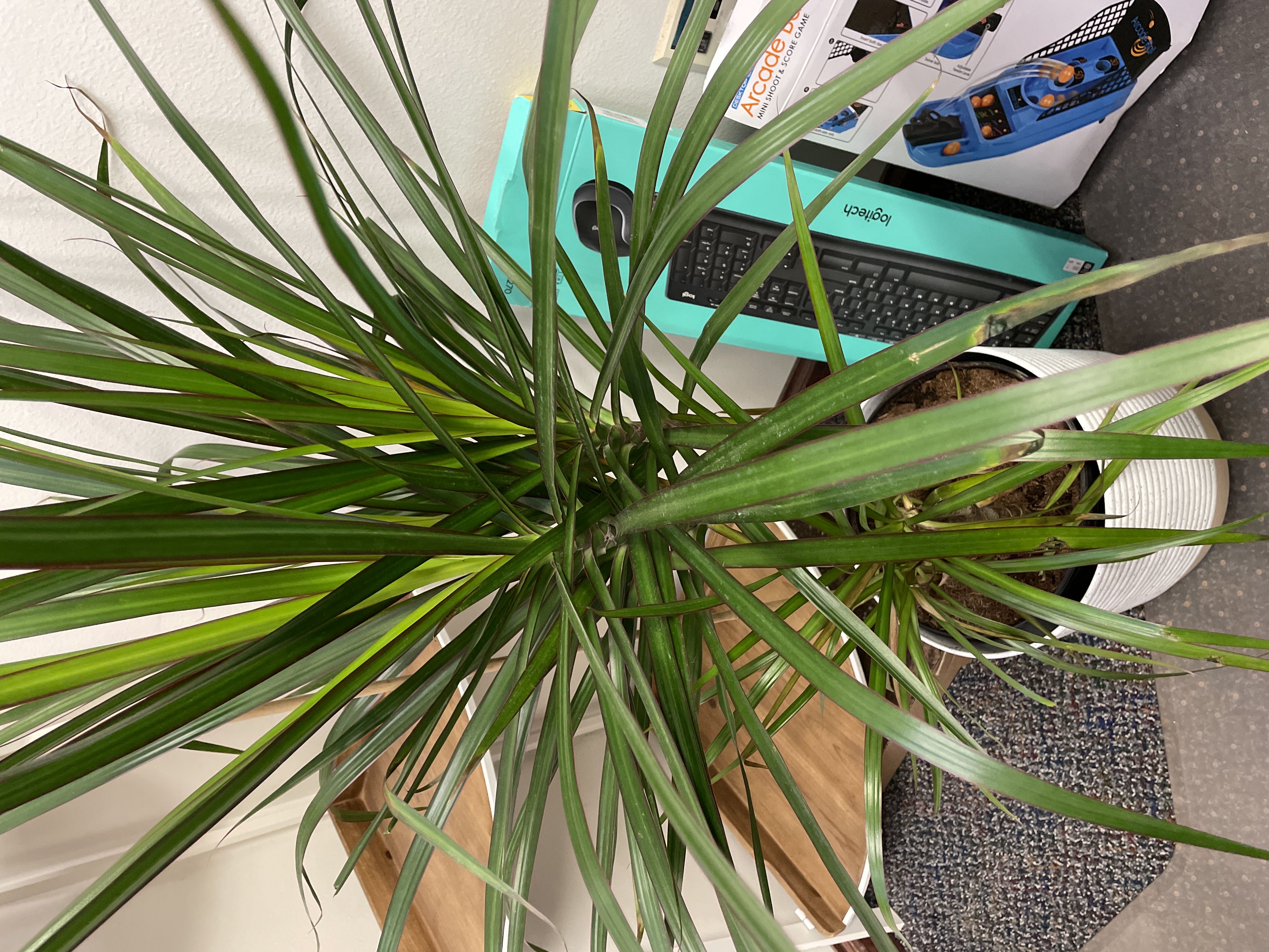 Dragon Tree Plant Care: Water, Light, Nutrients | Greg App 🌱