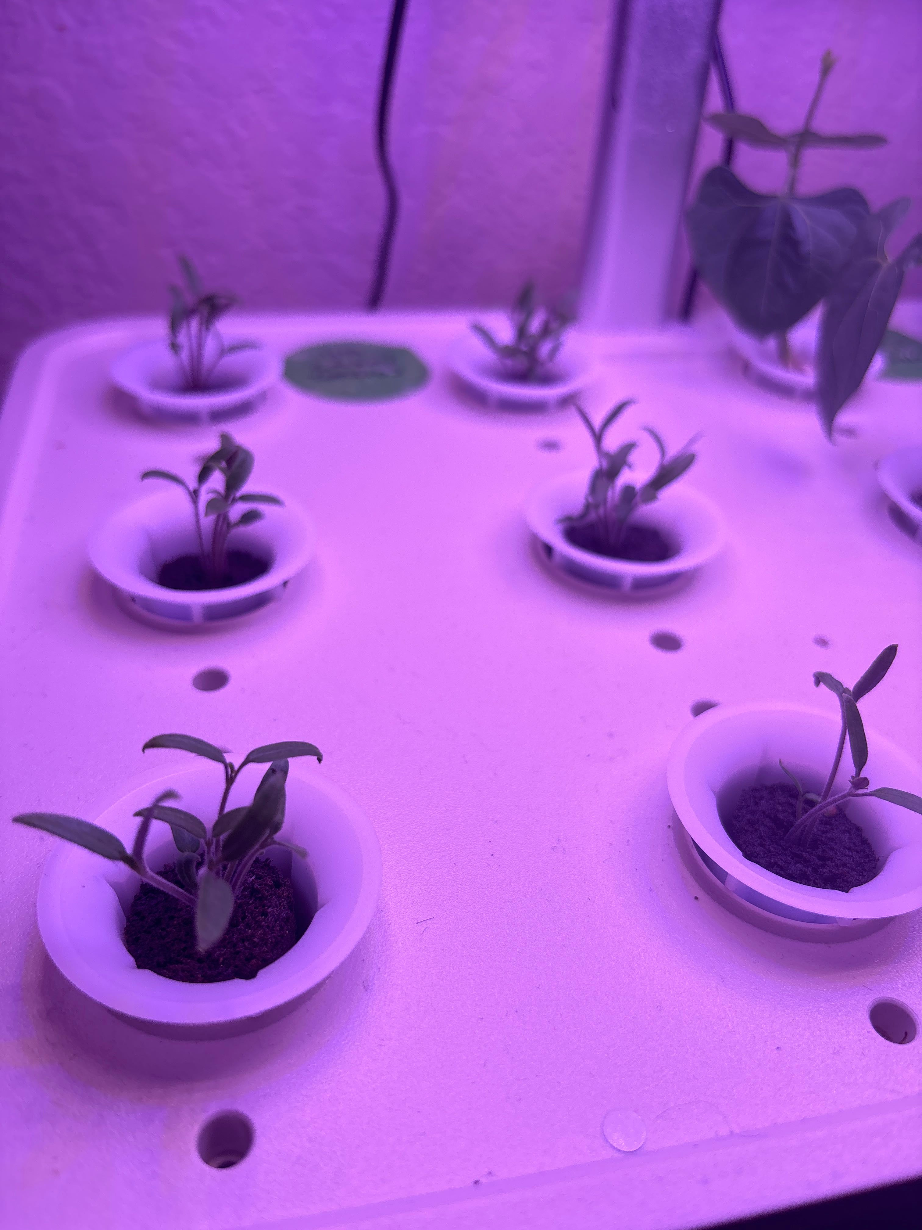 How Fast Your Green Beans Will Grow