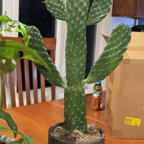 The Complete Cowboy Cactus Plant Care Guide: Water, Light & Beyond