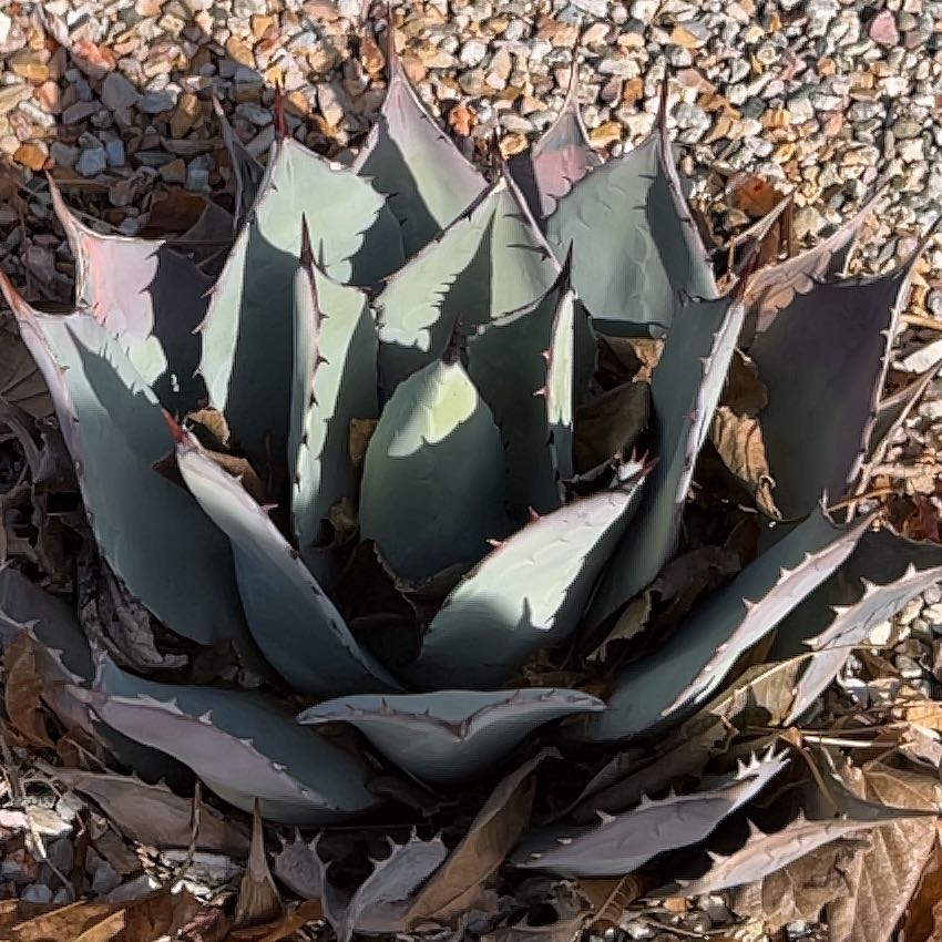 Black Spots on My Parry's Agave Leaves