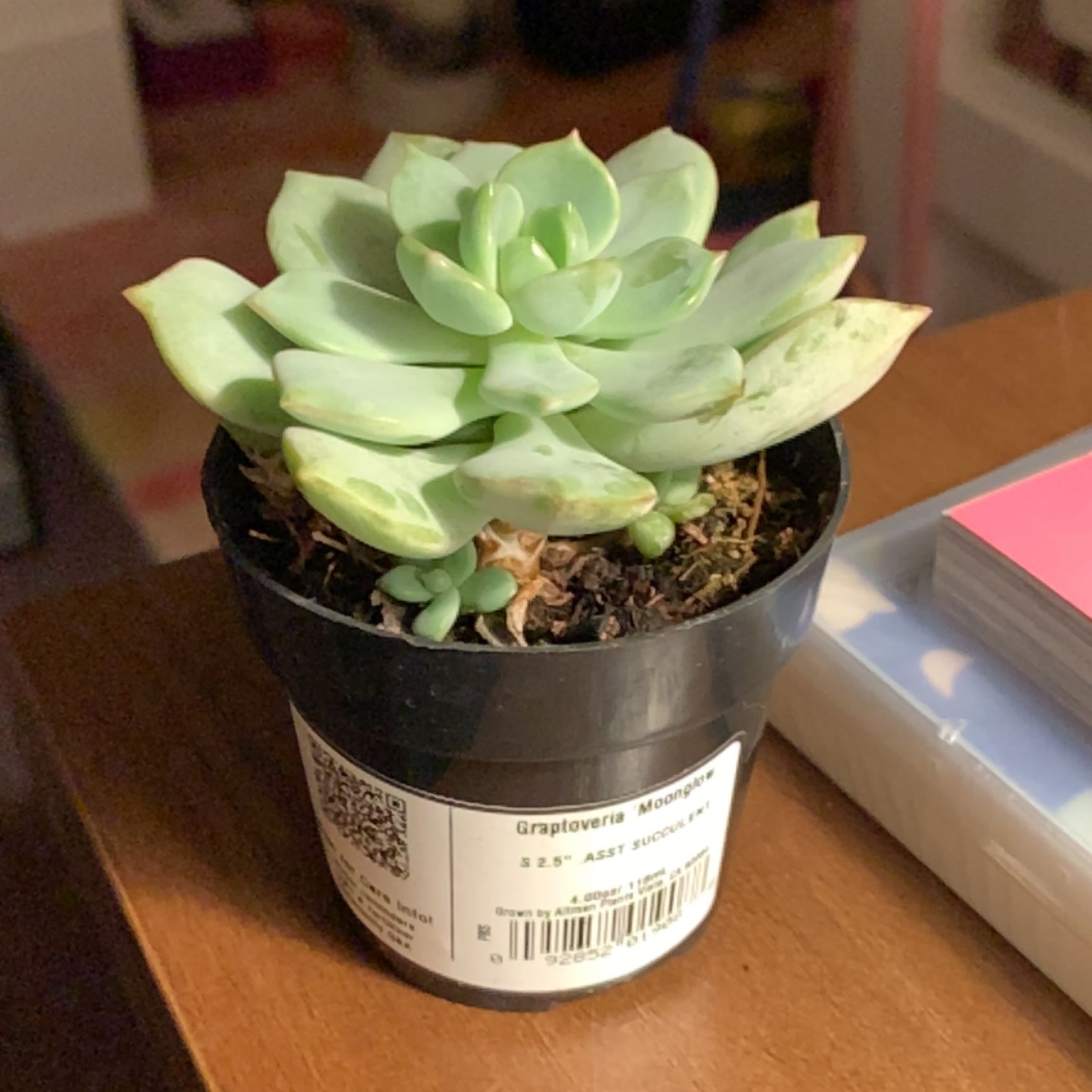 Emerson | A plant by @TactfulKonjac on Greg