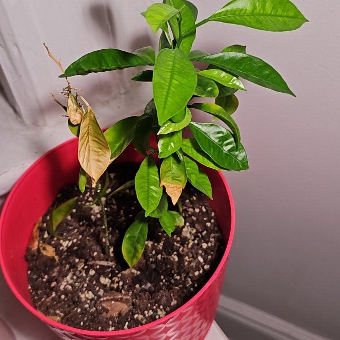 calamondin tree Care 101: Water, Light & Growing Tips