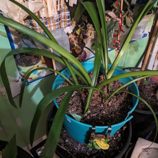 Athena | A plant by @PetStarcactus on Greg