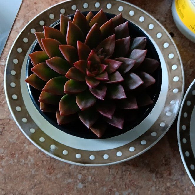 Tacisedum 'Solar Flare' Plant Care: Water, Light, Nutrients | Greg App 🌱