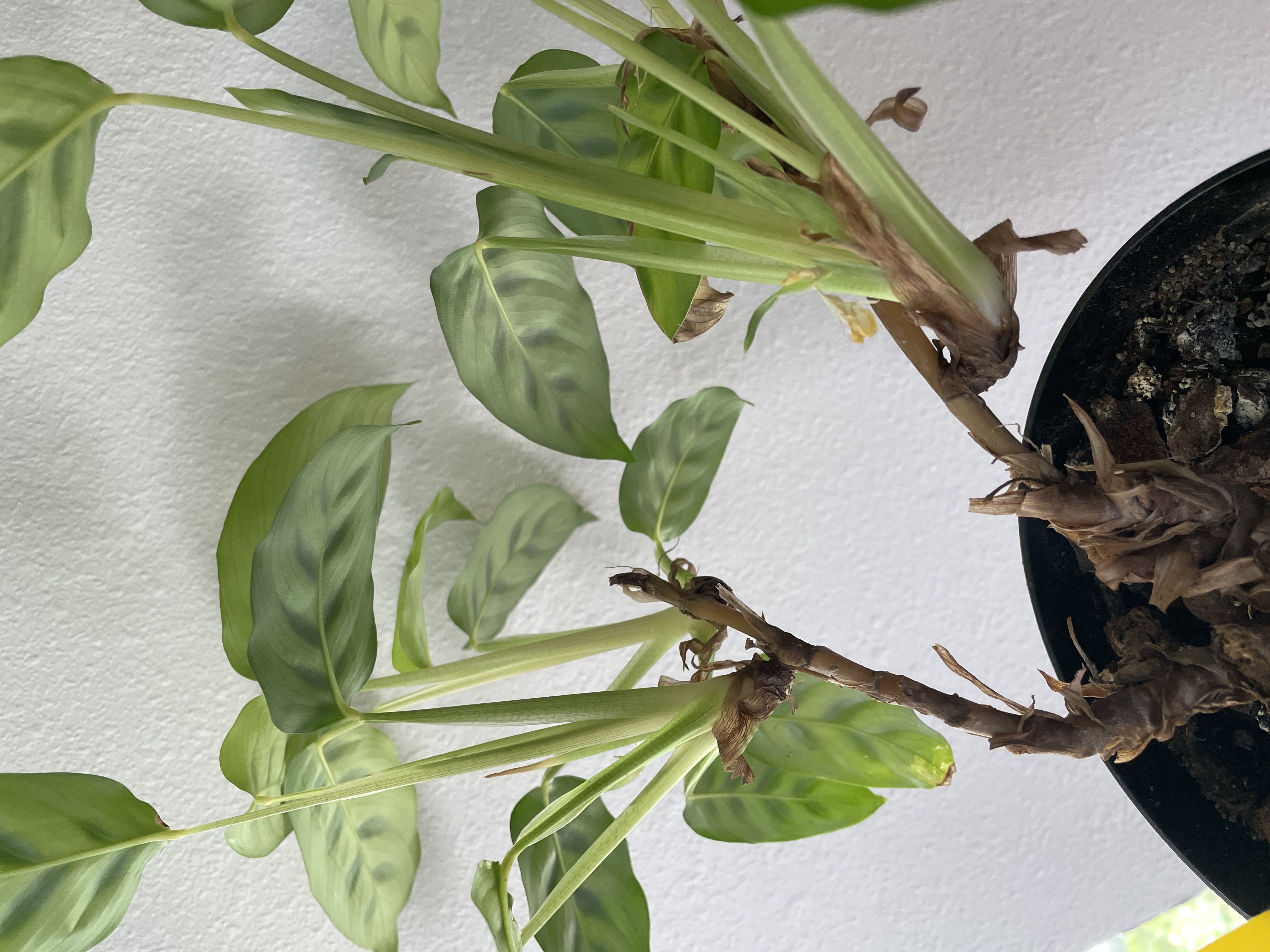 The Complete Calathea 'Pink Star' Plant Care Guide: Water, Light & Beyond