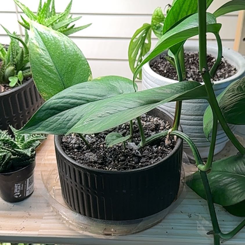 Zeus | A plant by @DefiantWorm on Greg