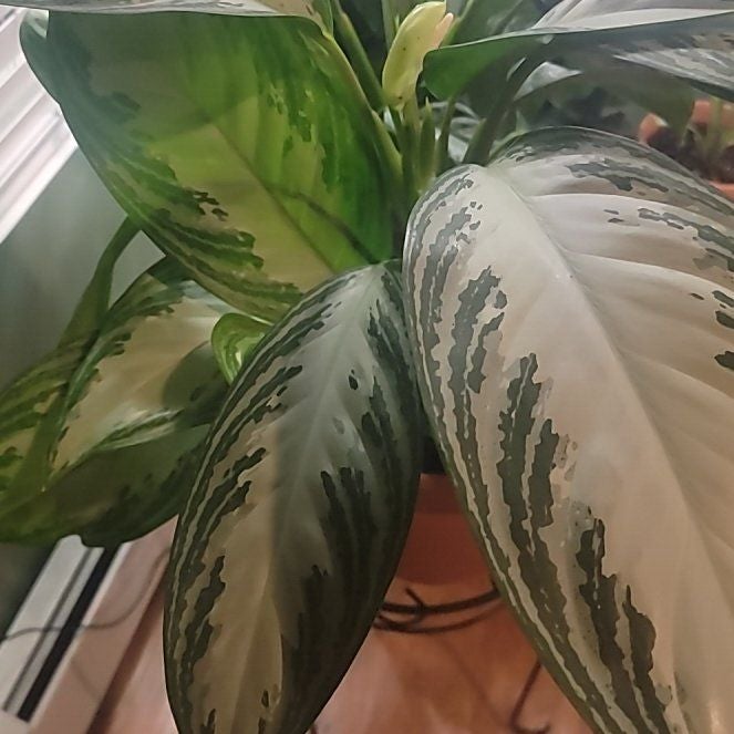 Michele (Chele) | A plant by @FlashyBluebill on Greg