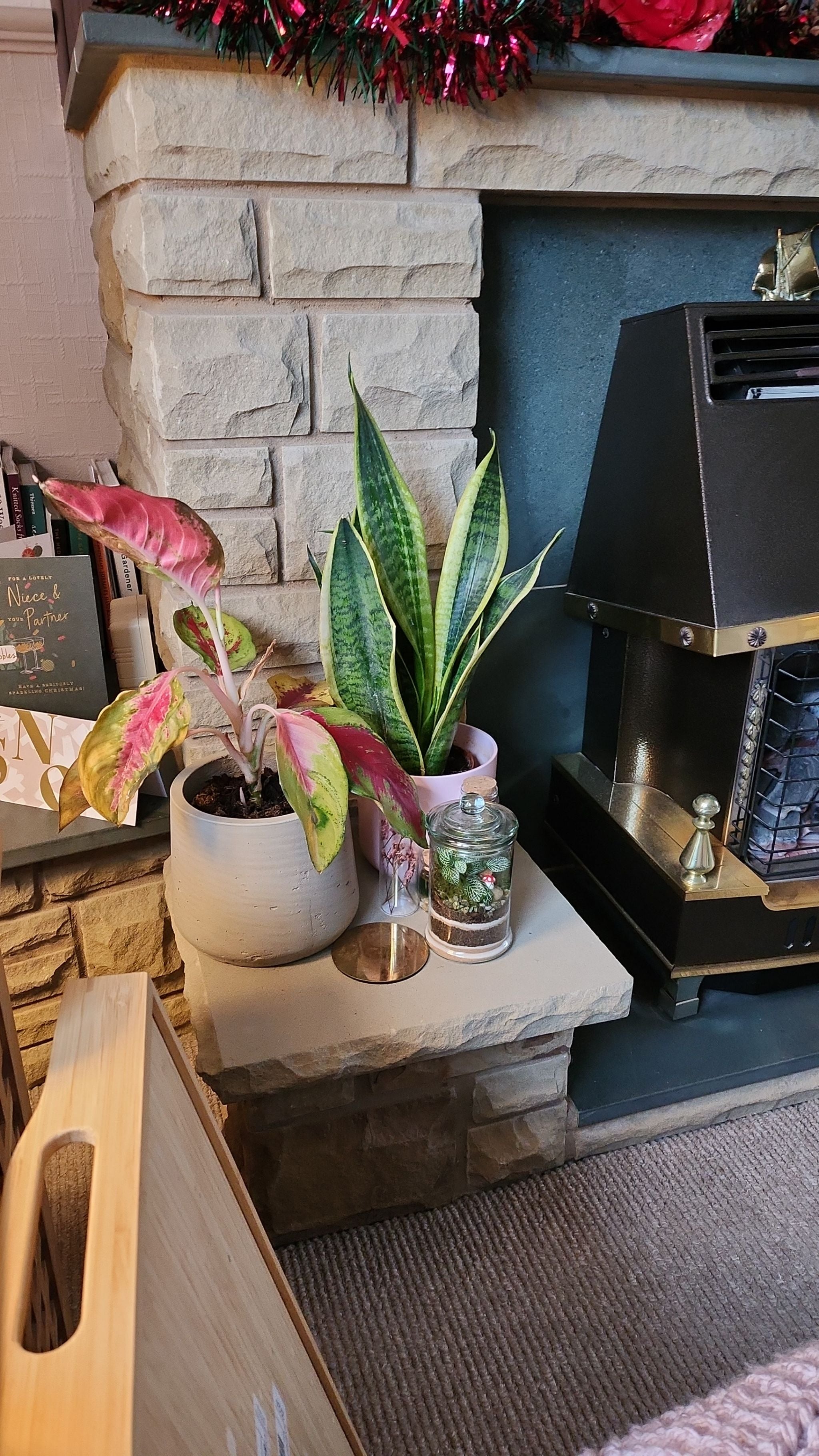 Aglaonema 'Ruby Ray' Plant Care: Water, Light, Nutrients | Greg App 🌱