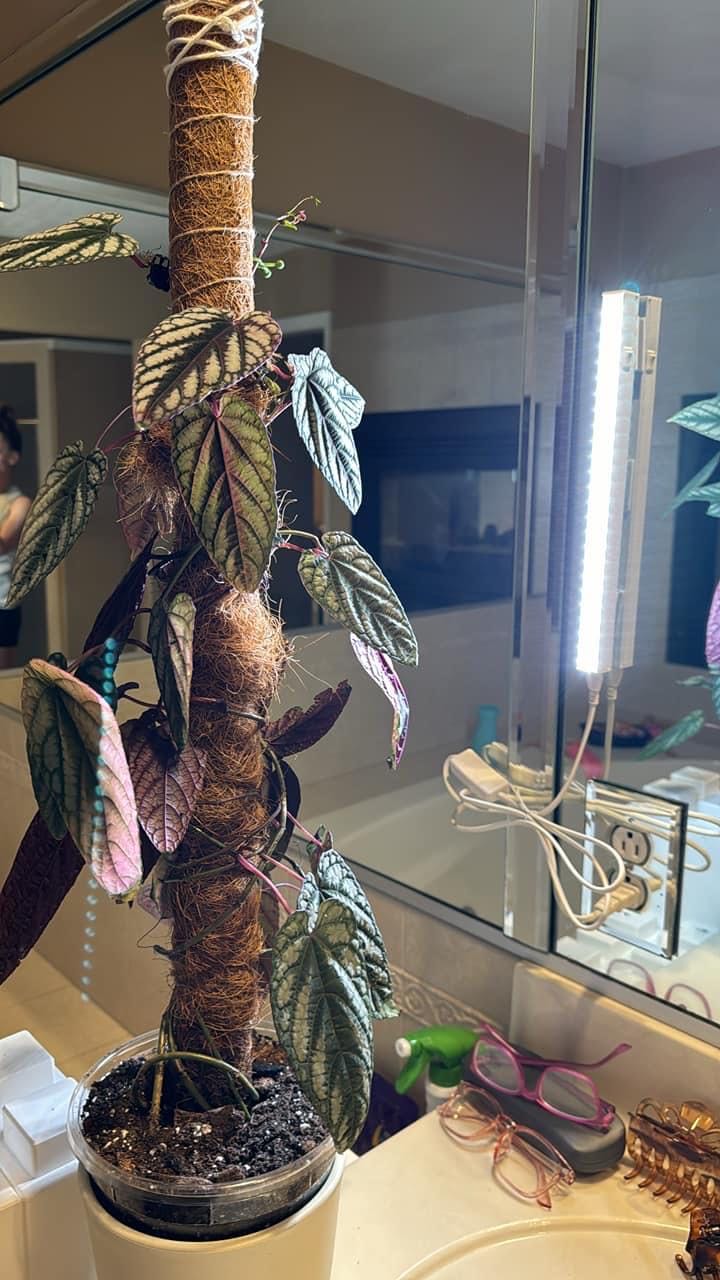 Arabian Wax Leaf Care 101: Water, Light & Growing Tips