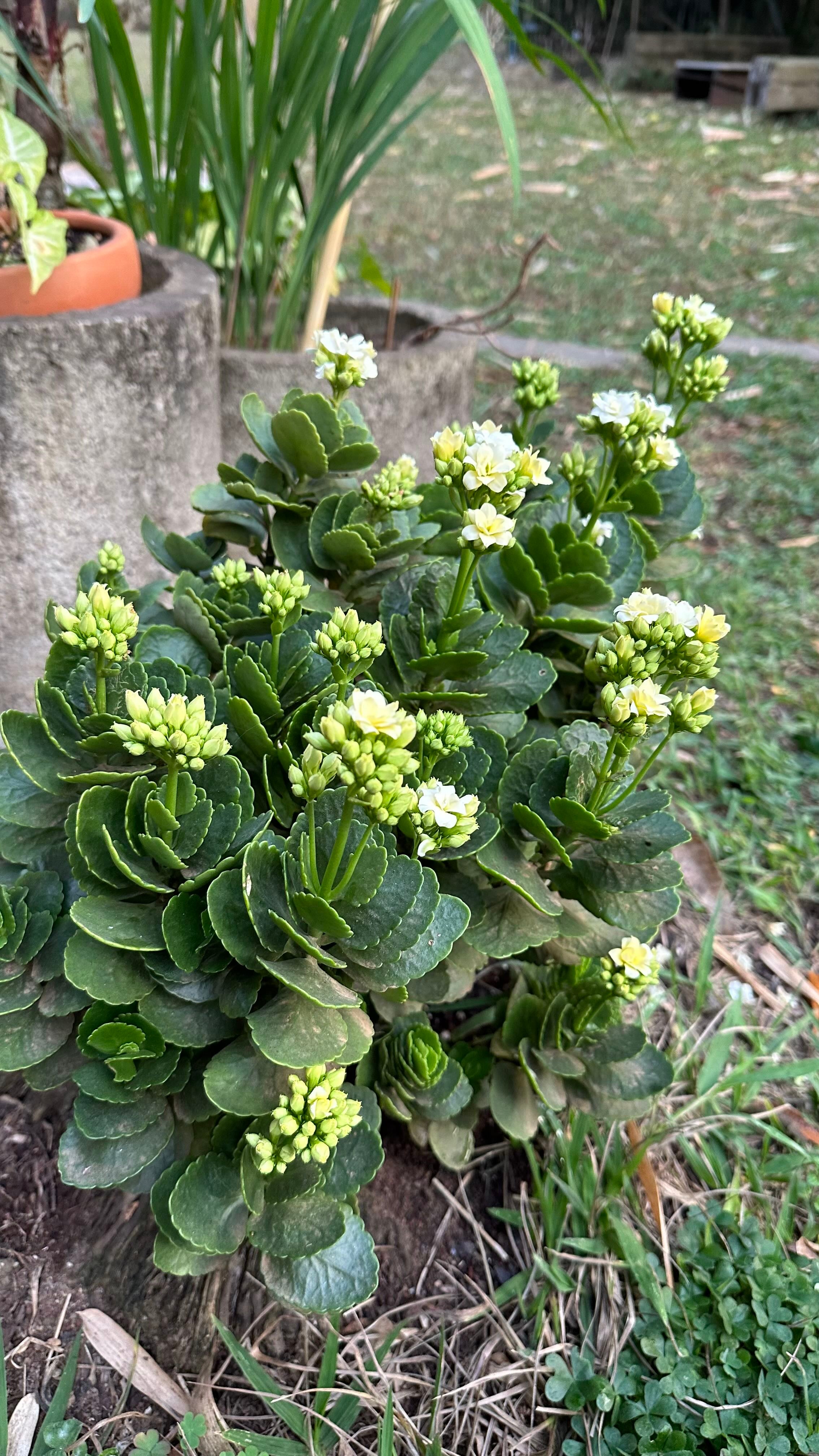 The Complete Big Leaf Kalanchoe Plant Care Guide: Water, Light & Beyond