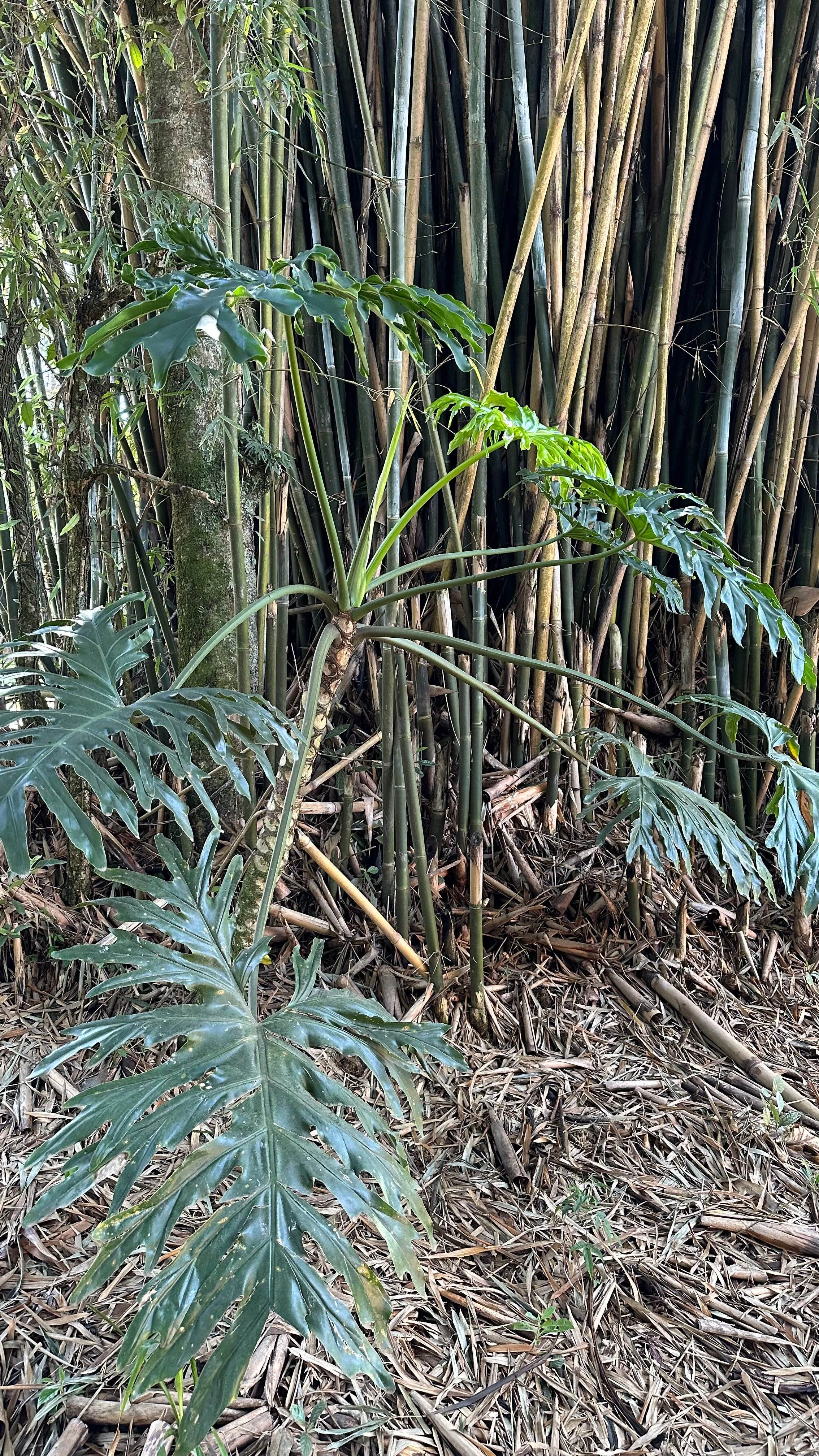 Ultimate Guide to Philodendron selloum Roots 🥕