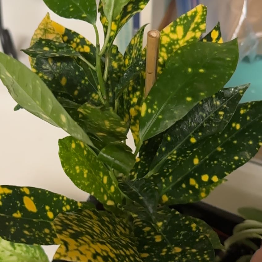 Captain Plant-it | A plant by @SereneArrowhead on Greg