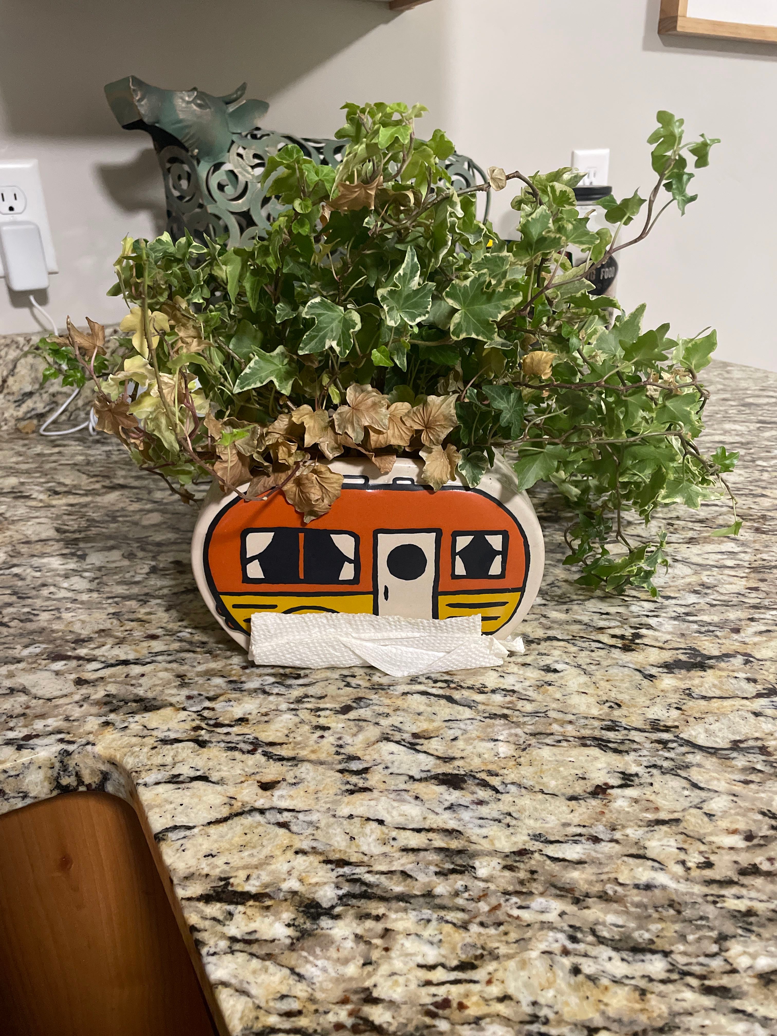 Keep Your Pixie Dixie Ivy Alive: Light, Water & Care Instructions