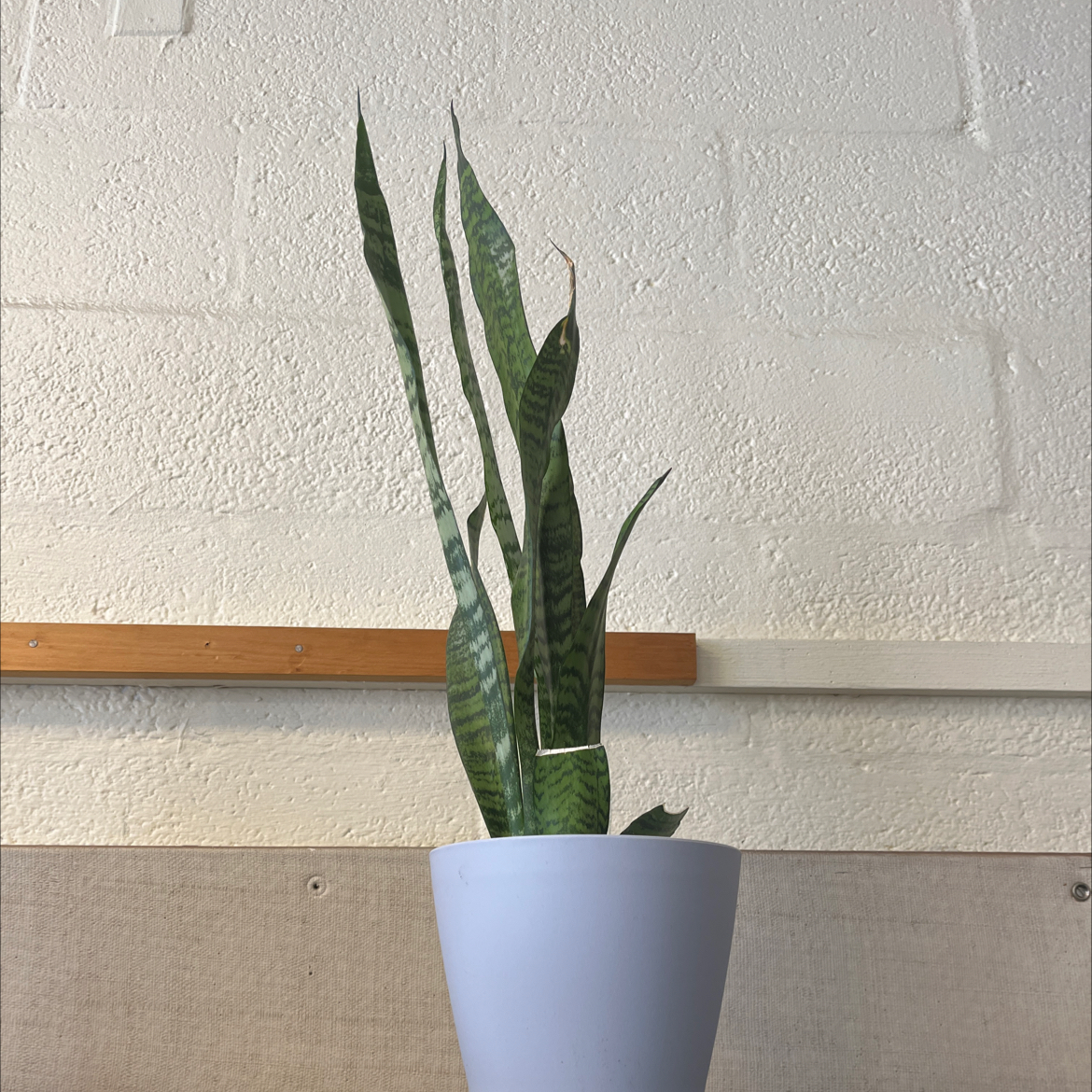 W - Athena | A plant by @ProfusePigfern on Greg