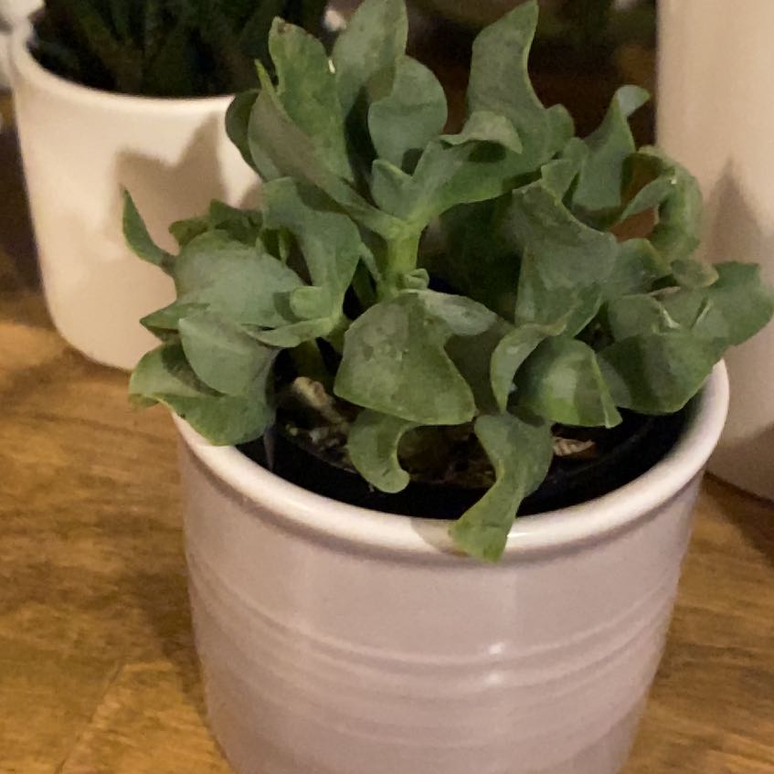 Ursula | A plant by @FabTreespurge on Greg