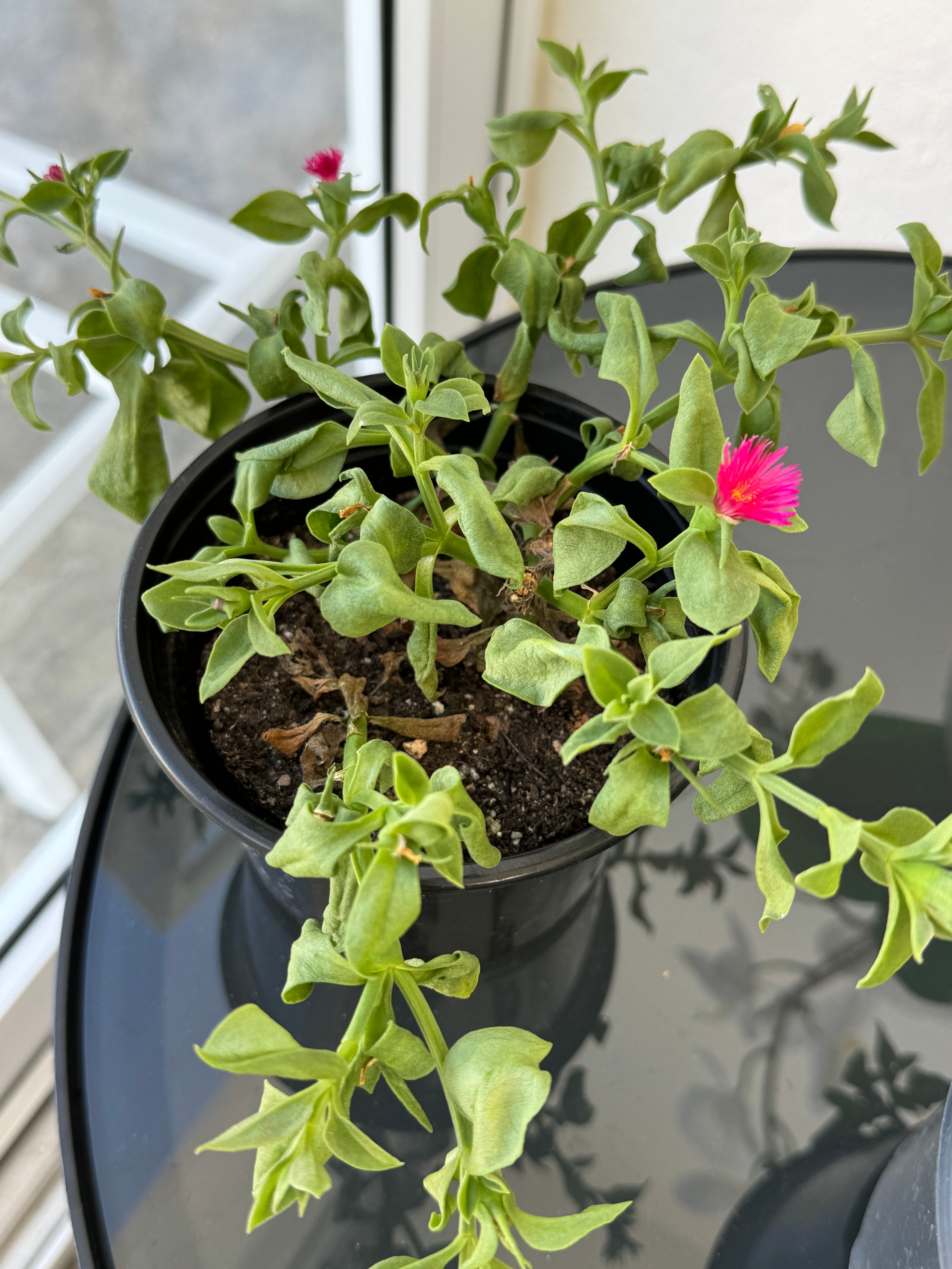 Baby Sun Rose Plant Care: Water, Light, Nutrients | Greg App 🌱
