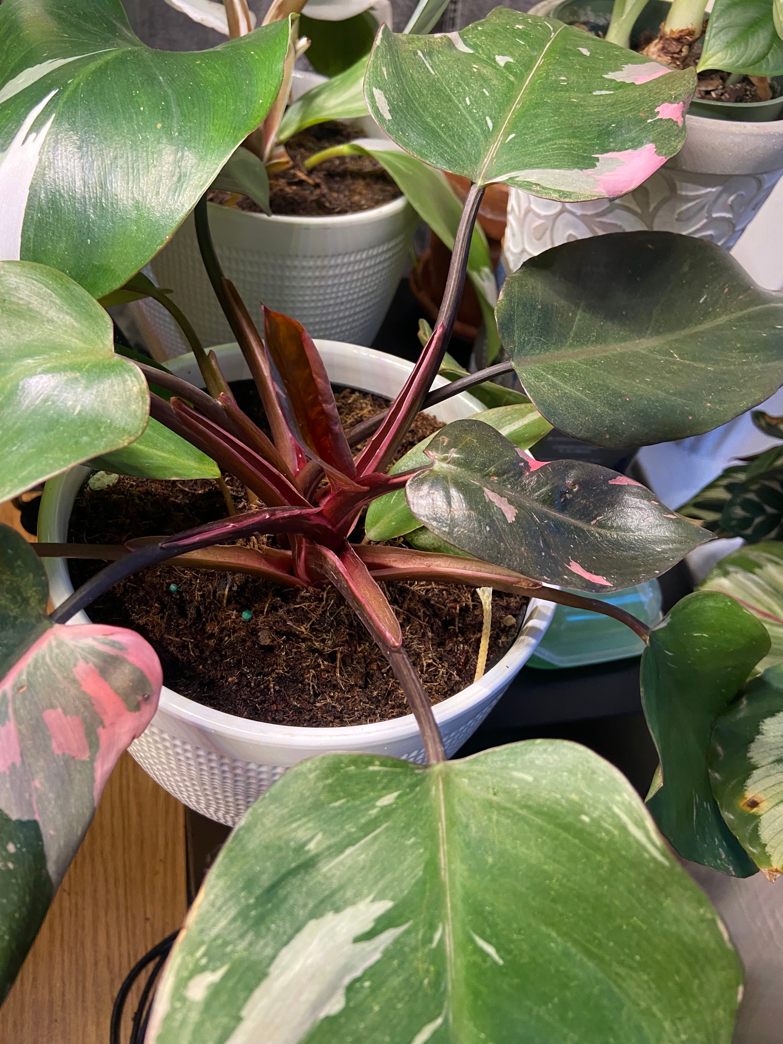 Propagating Pink Princess Philodendron: Step-by-step Guide