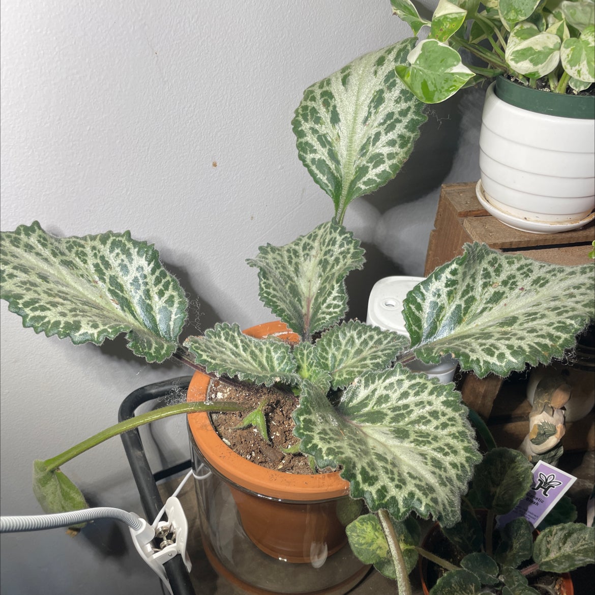 How to Care for Loki Asian Violet: Mastering Water, Sunlight & More