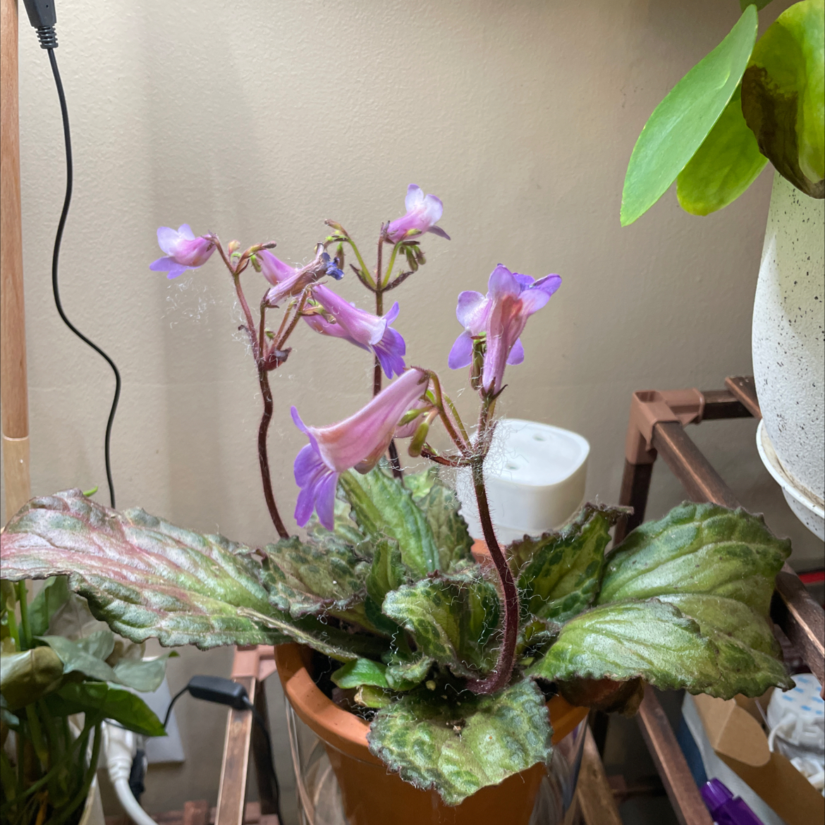 The Complete Primulina 'Patina' Plant Care Guide: Water, Light & Beyond