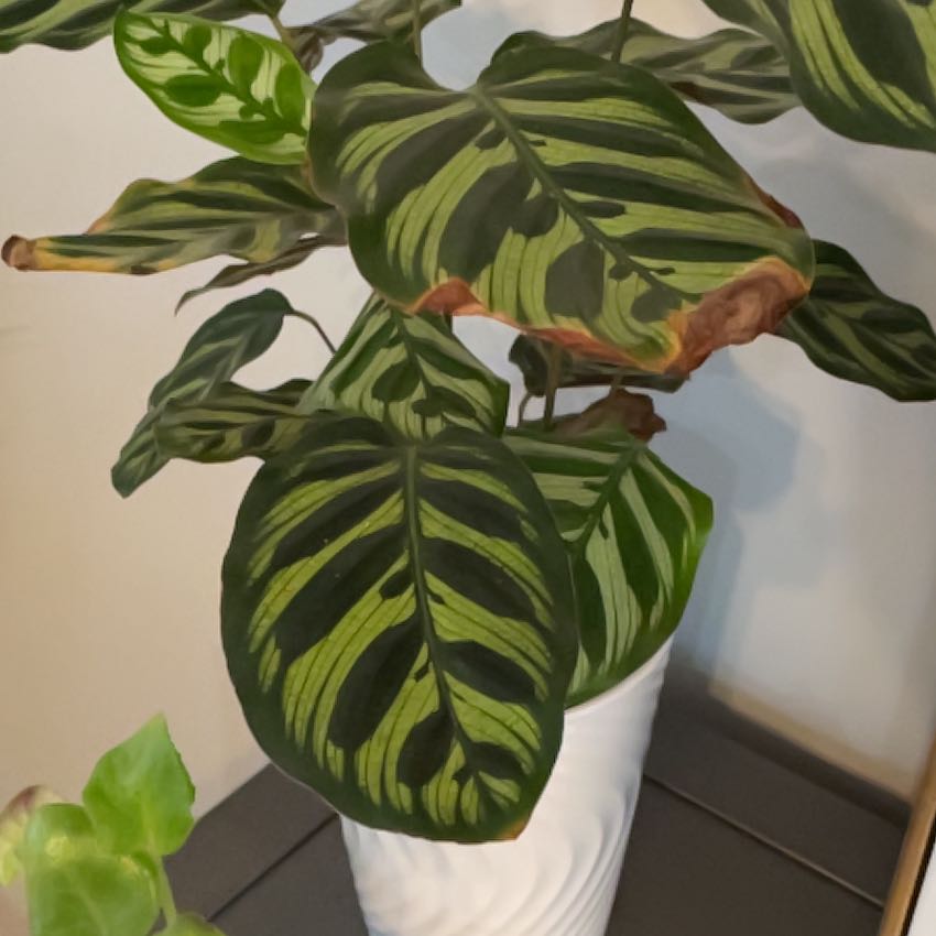 Dax | A plant by @UpstandingCosmo on Greg