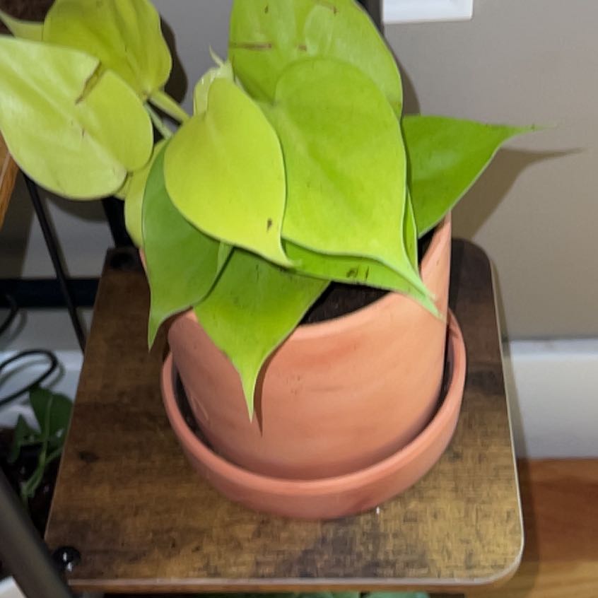 Gregarious | A plant by @LeadWolfsbane on Greg