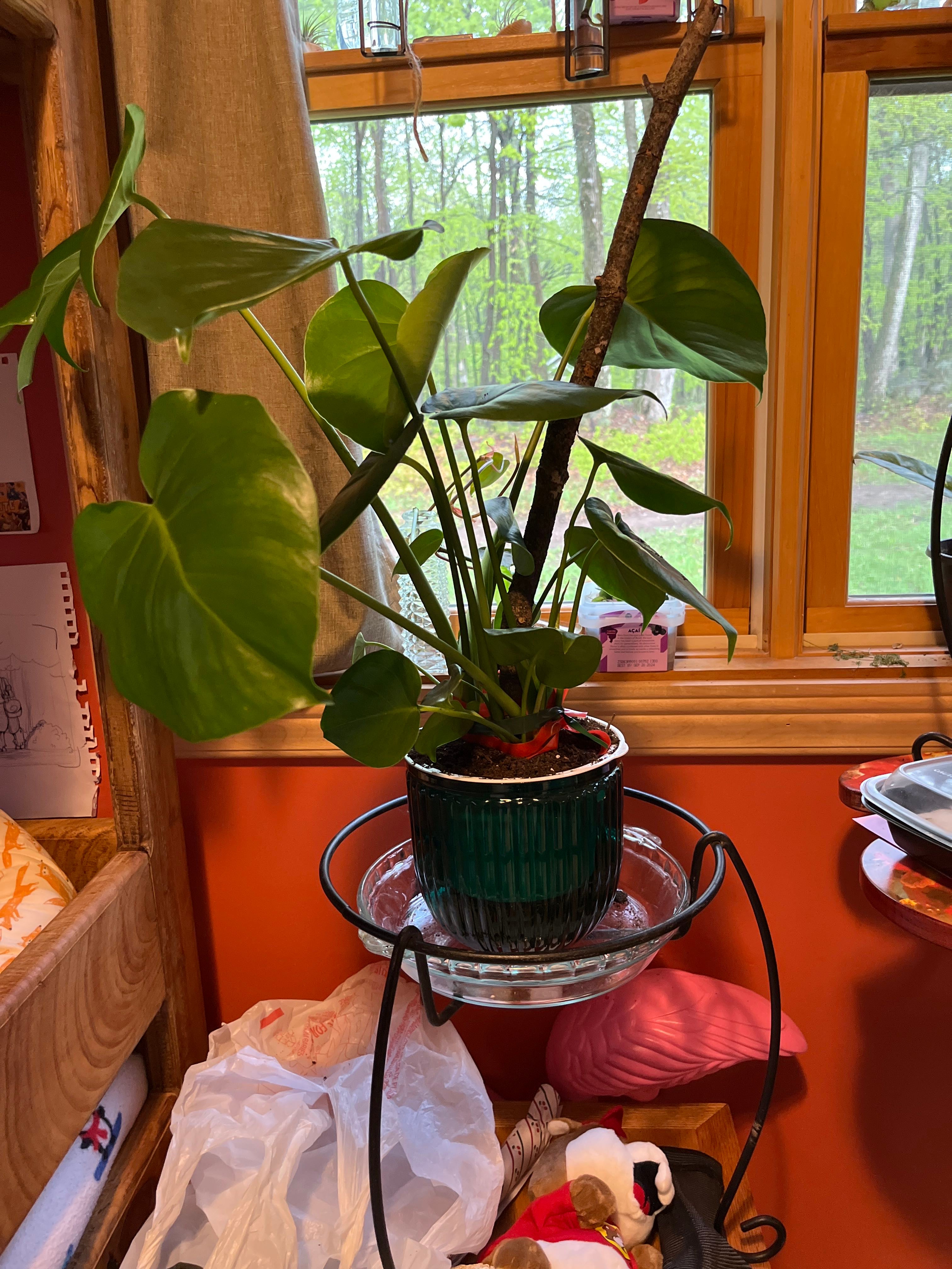 Monstera support help!!