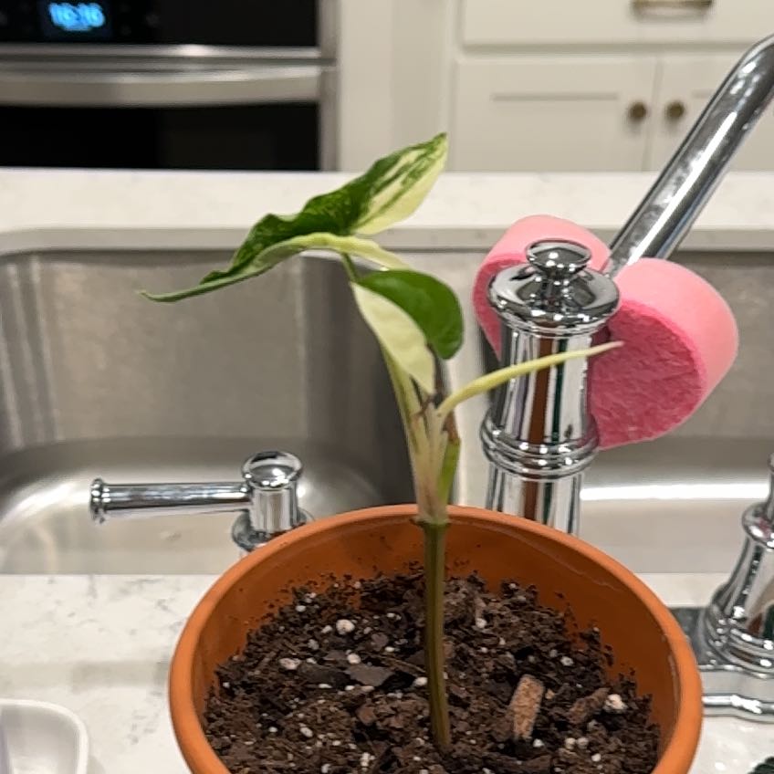 Athena | A plant by @GutsyTeucridium on Greg